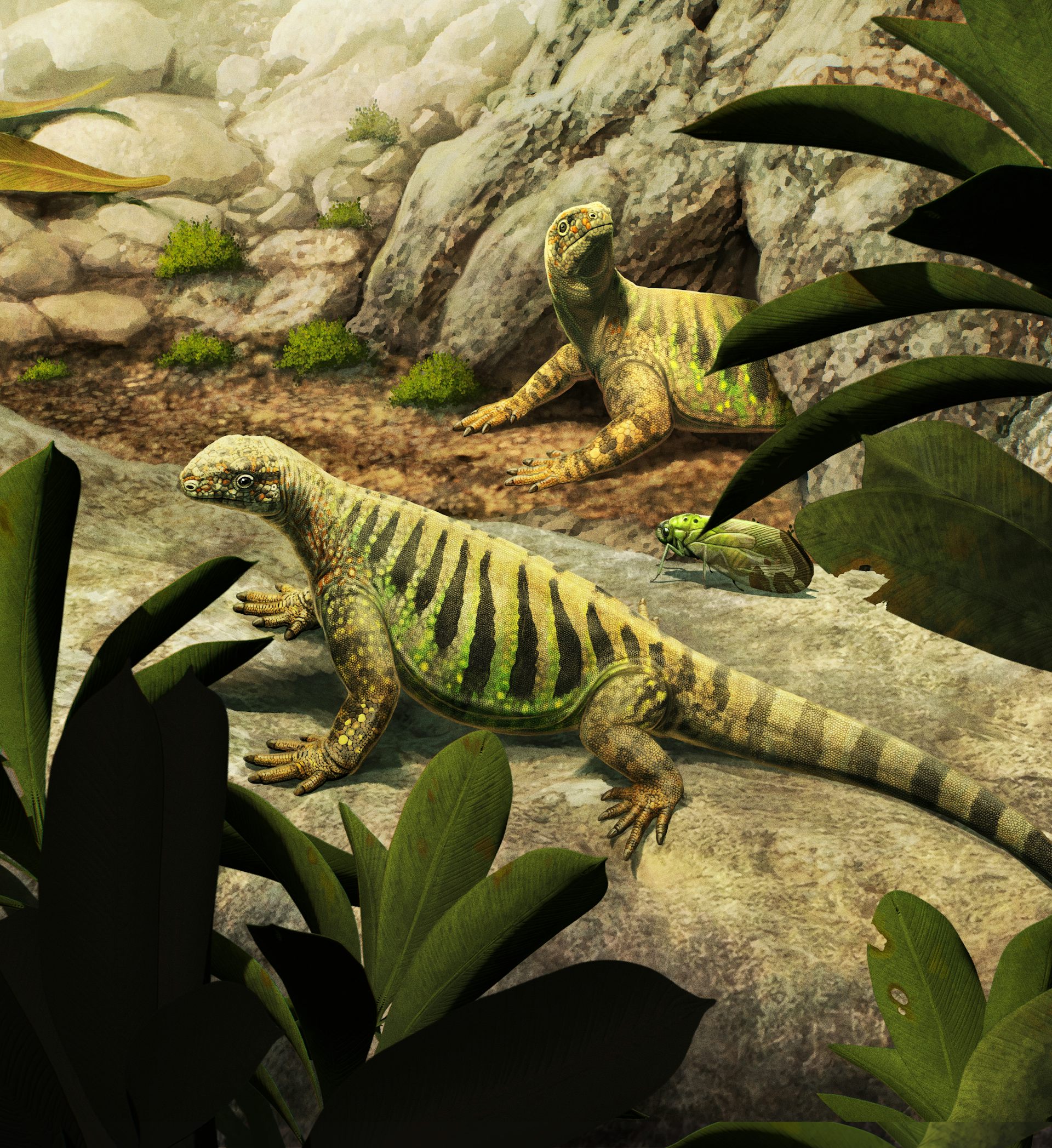 Turtles finally have a place in the tree of life: X-ray study of South ...