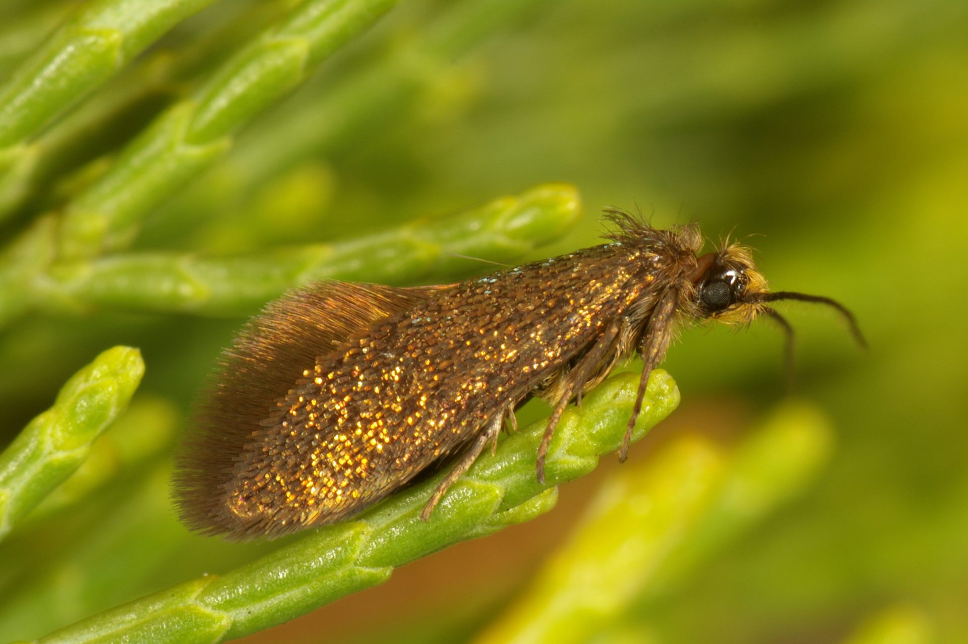 Newly discovered moth is enigmatic evolutionary wonder