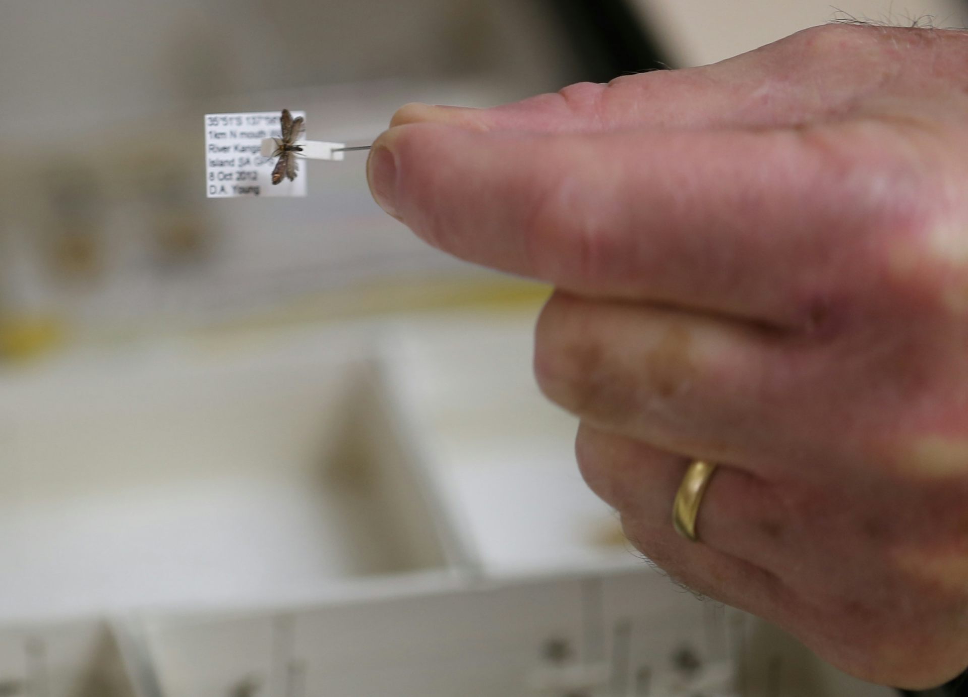 Newly discovered moth is enigmatic evolutionary wonder