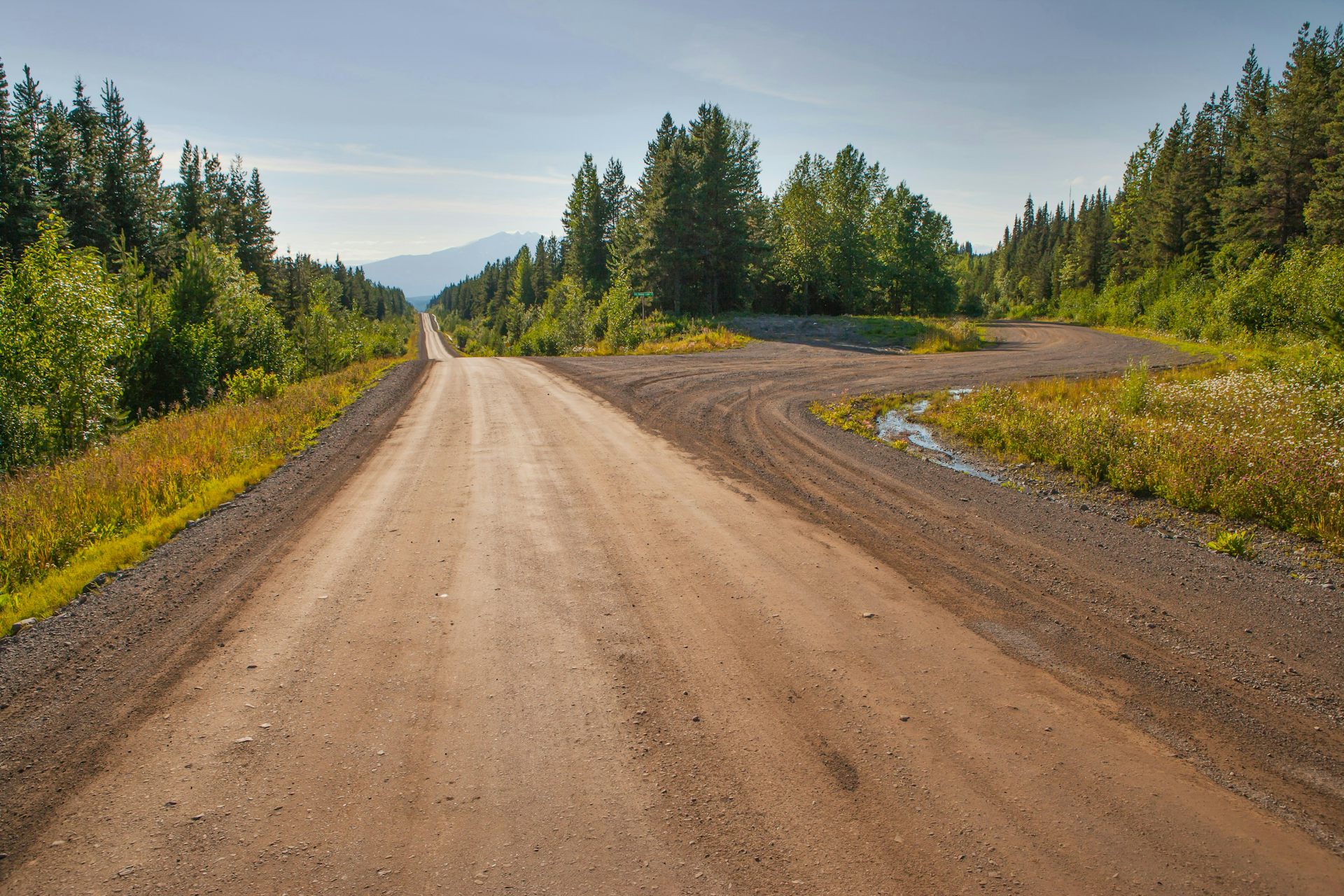 Moving forests to save them: Here are the risks and rewards of assisted ...