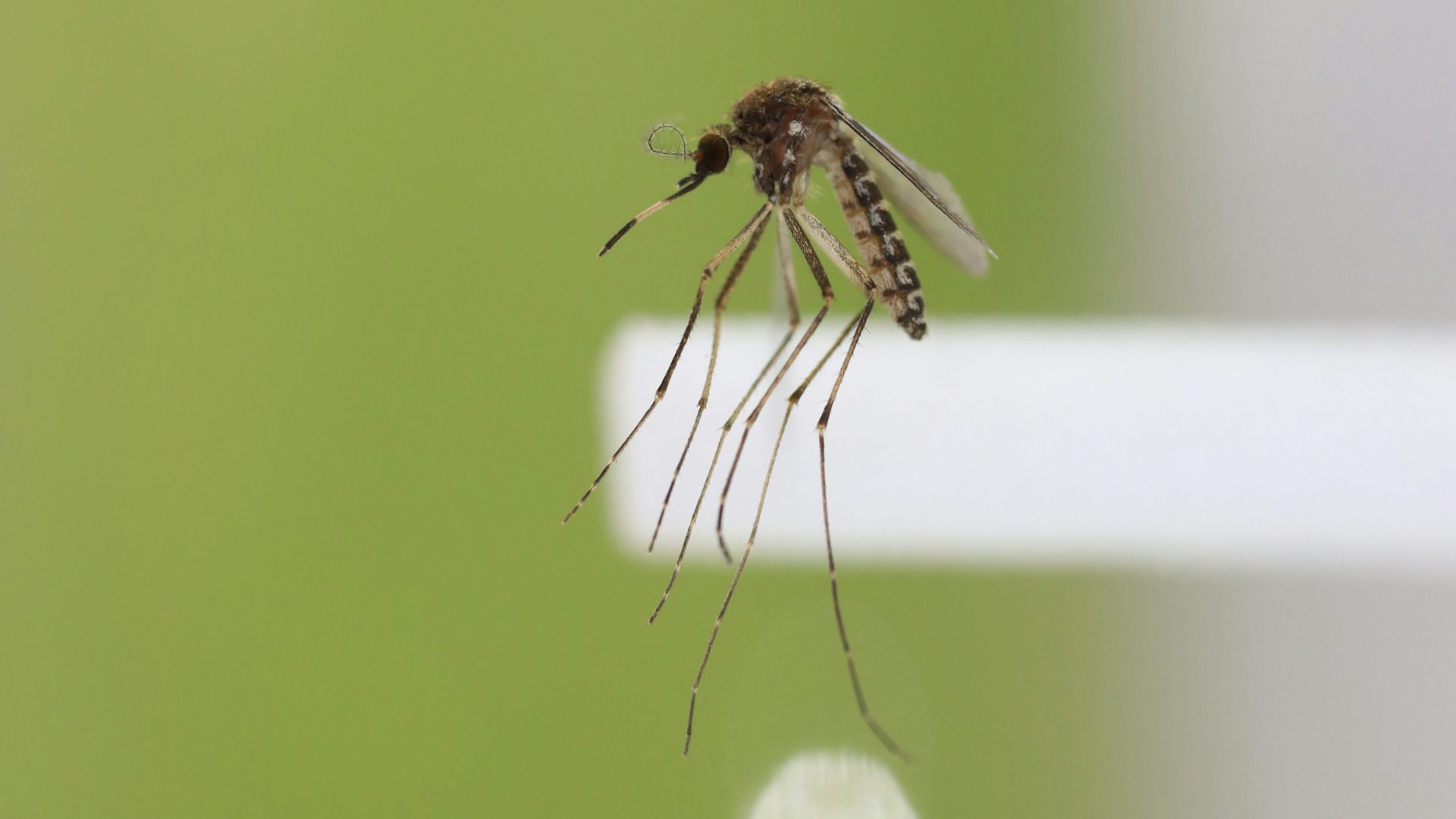 Murray Valley encephalitis can be fatal. With no vaccine, here’s how to ...