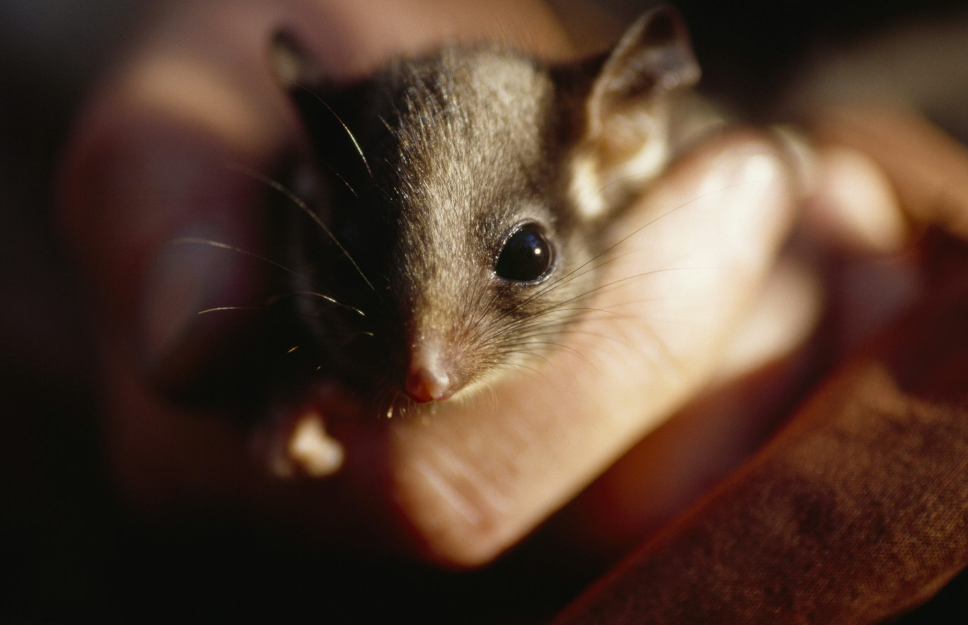 Australia’s old environment laws were a box-ticking exercise. Sadly ...