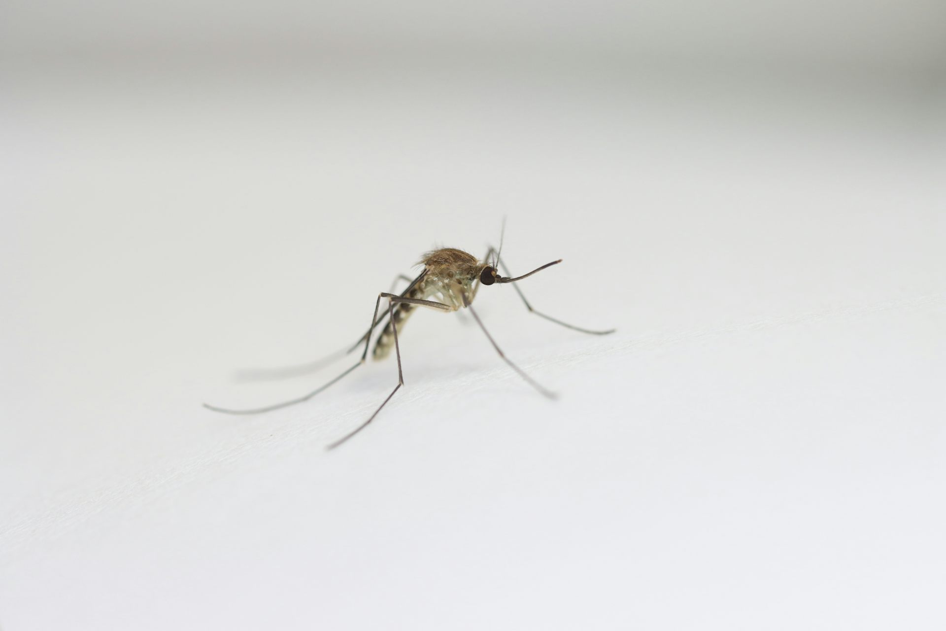 Murray Valley encephalitis can be fatal. With no vaccine, here’s how to ...