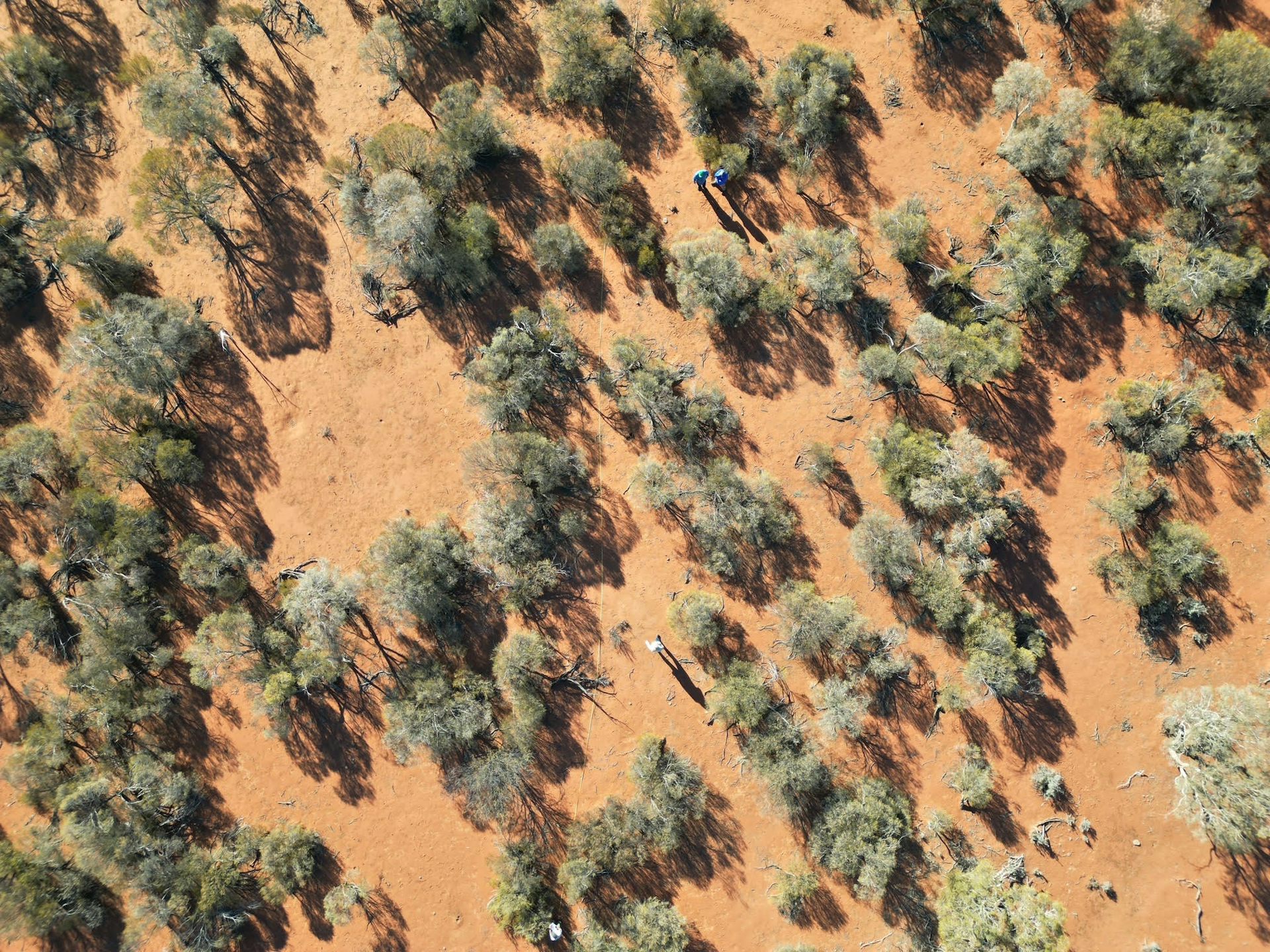 Are Australia’s carbon farming schemes just hot air? Hardly – forests ...