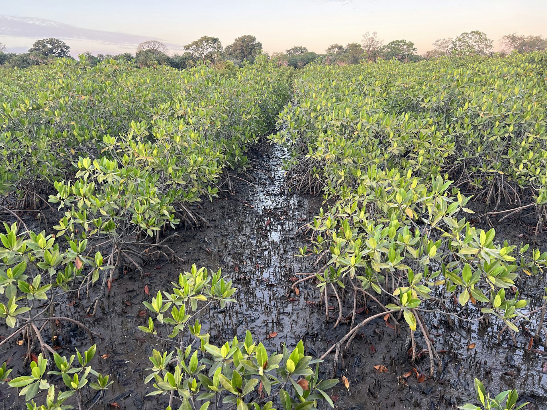 How did a major mangrove restoration project in Senegal end up selling ...
