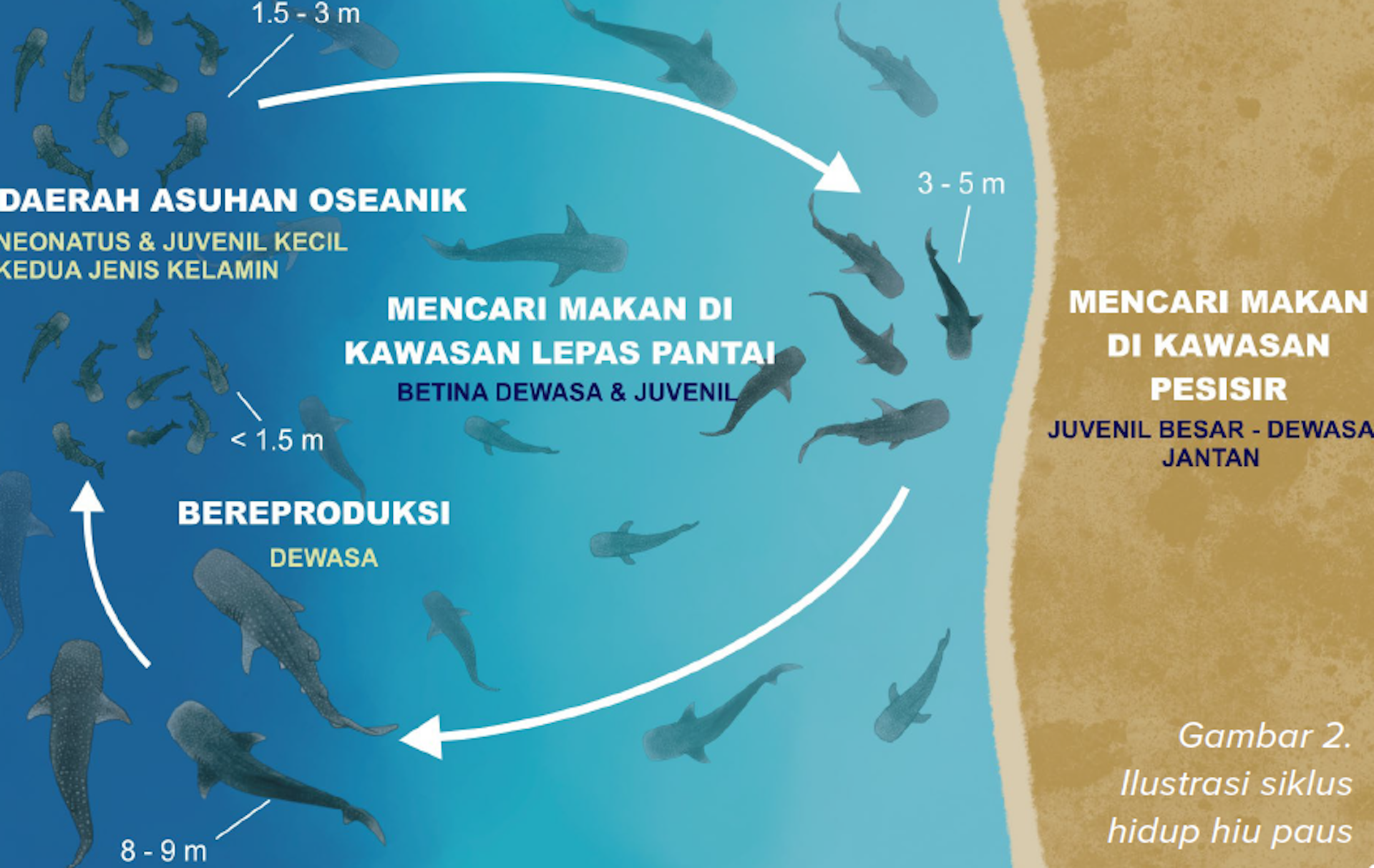 Riset satu dekade: Migrasi hiu paus Indo-Pasifik lintasi 13 negara ...