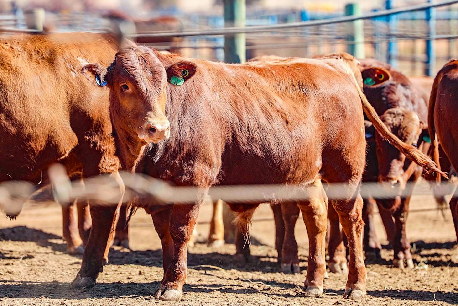Foot and mouth disease in South Africa: how a tracking system would ...