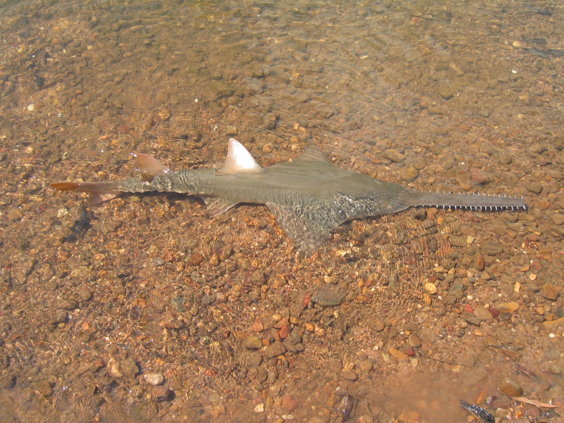 Climate change is causing fish to move to cooler…