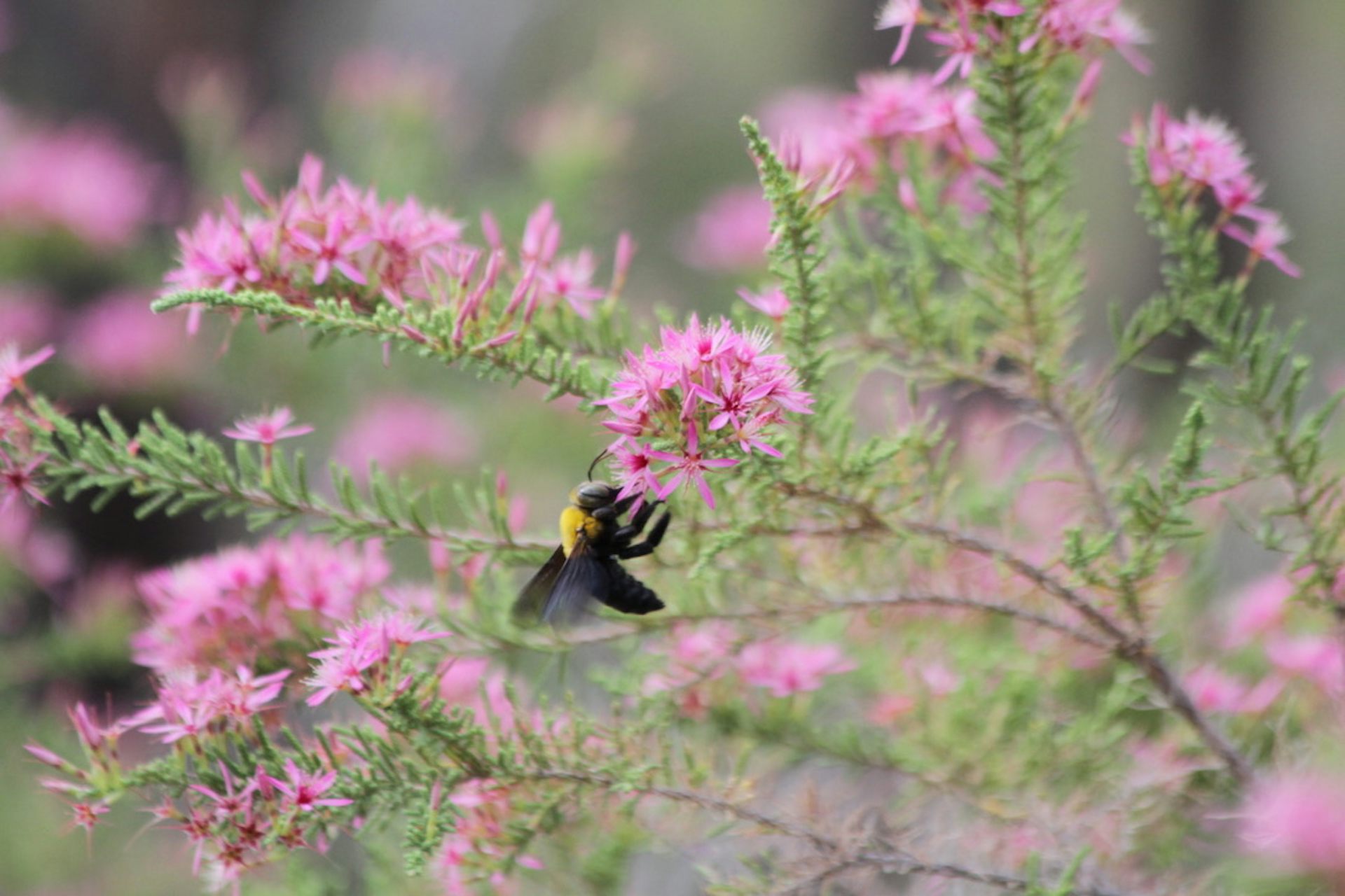 How will Australian native bees cope with climate change? Their nests ...
