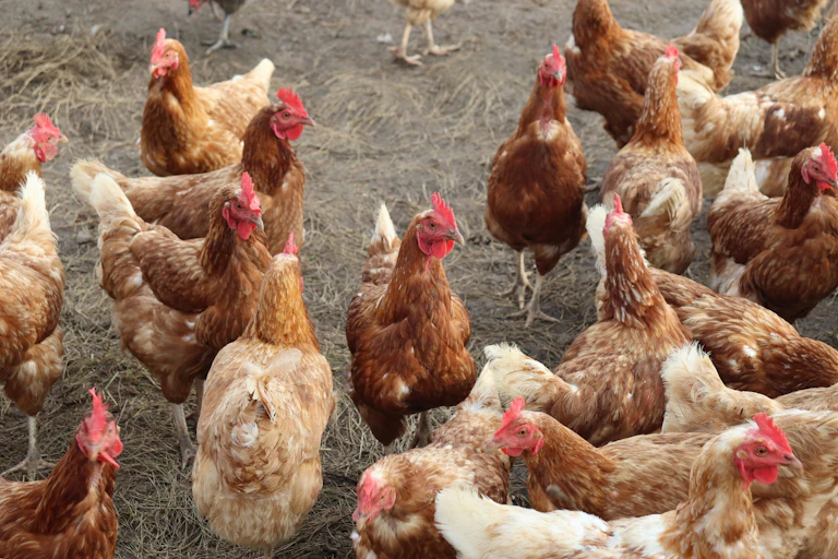 How Is The Australian Poultry Industry Preparing For A Possible How Is The Australian Poultry Industry Preparing For A Possible