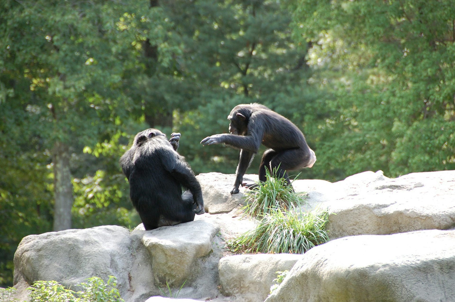 Chimps only too happy to help - when asked the right way