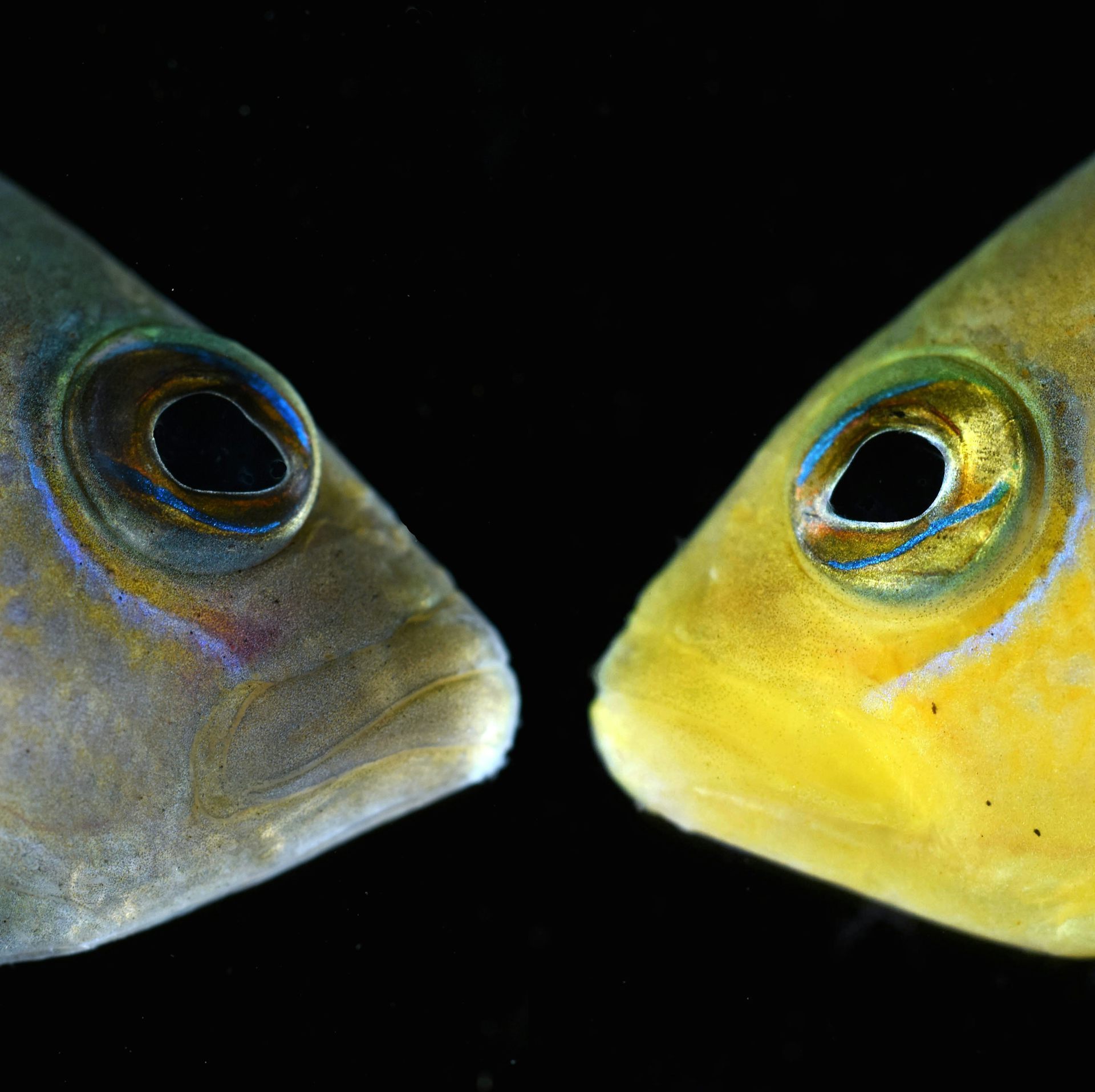 The dusky dottyback, a master of disguise in the animal world