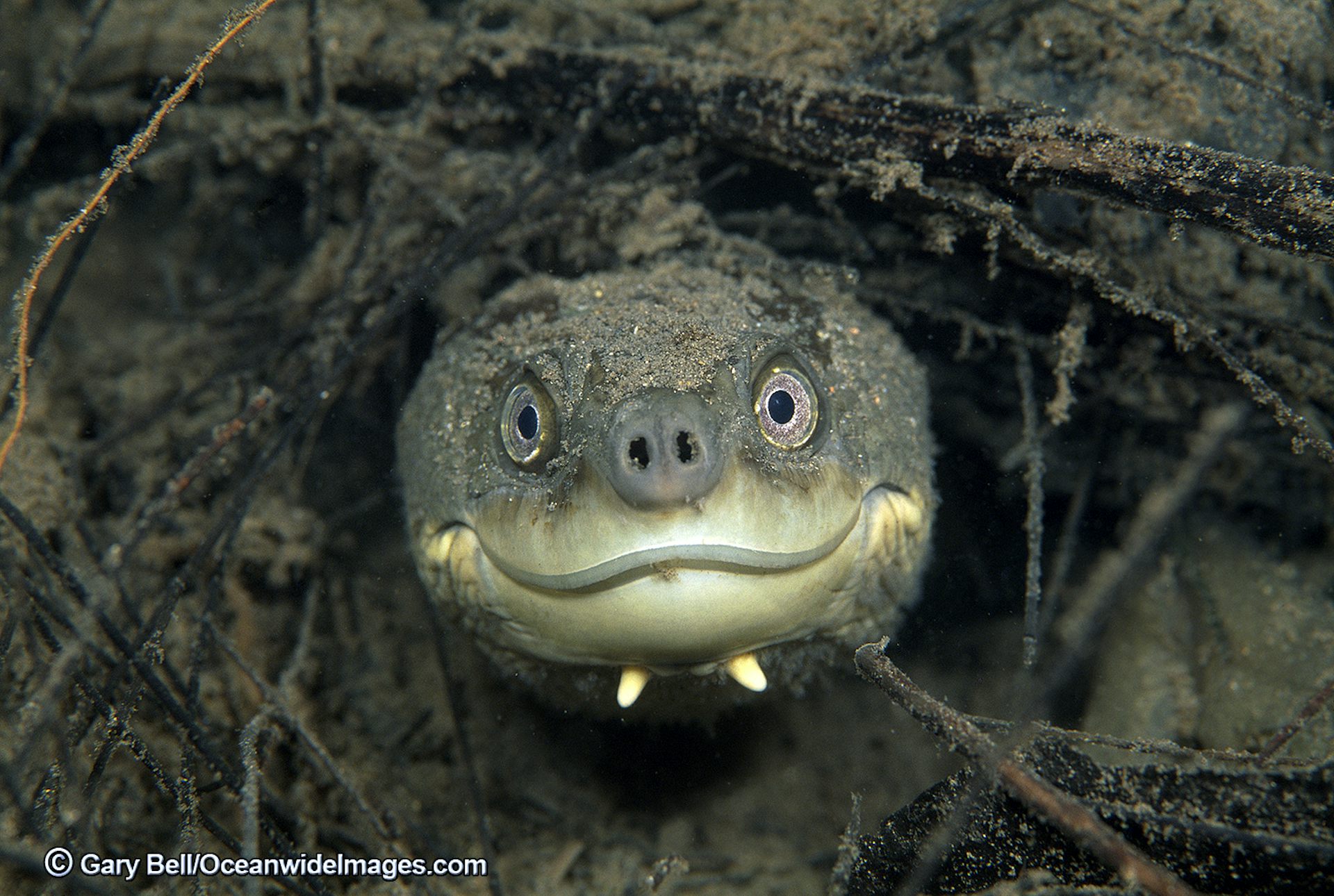 How did the turtle get its shell? Fossil discovery gives us a clue