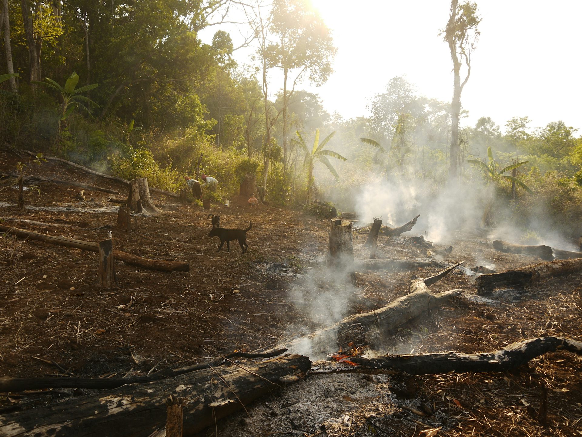 Unique Australian wildlife risks vanishing as ecosystems suffer death ...