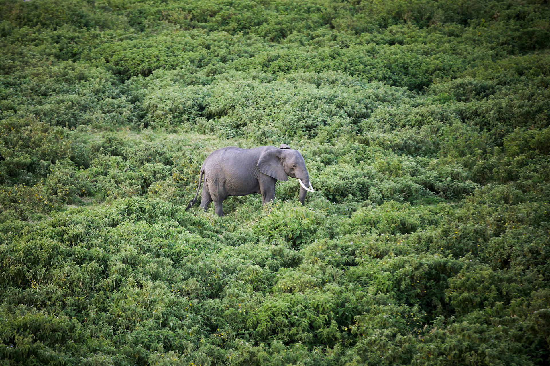 We need a new convention to protect Africa’s environment