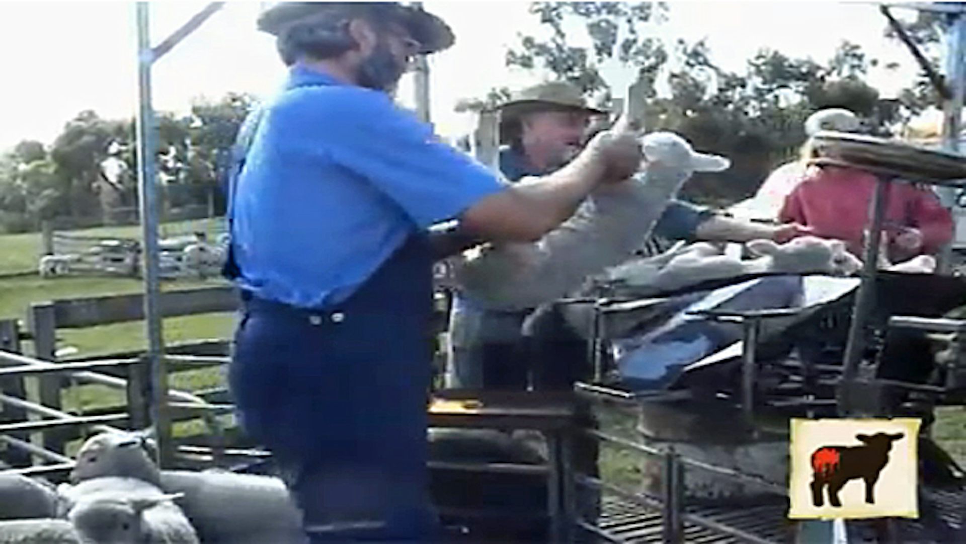 How the wool industry has undercut itself on mulesing