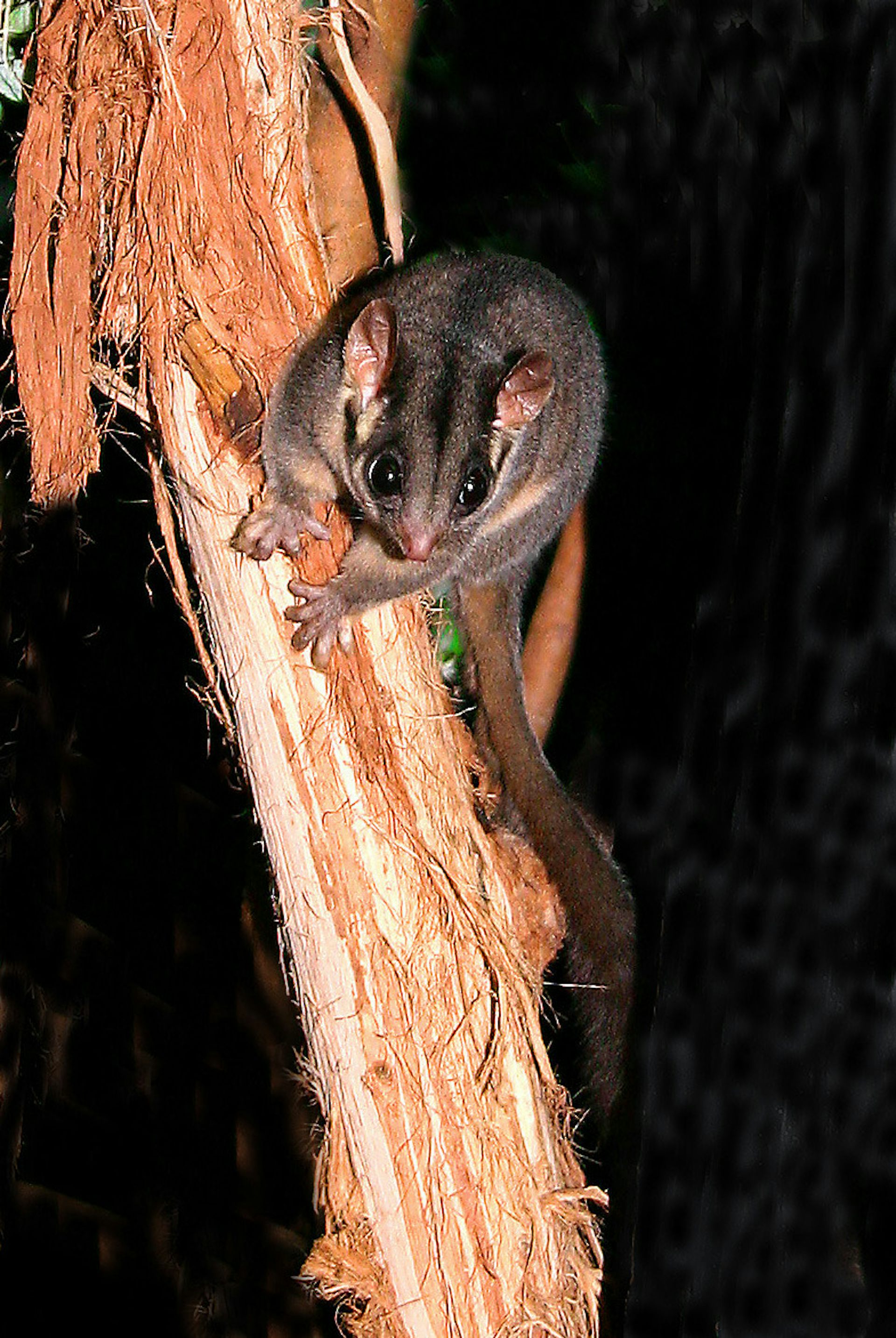 A great big new forest park won’t save Leadbeater’s possum