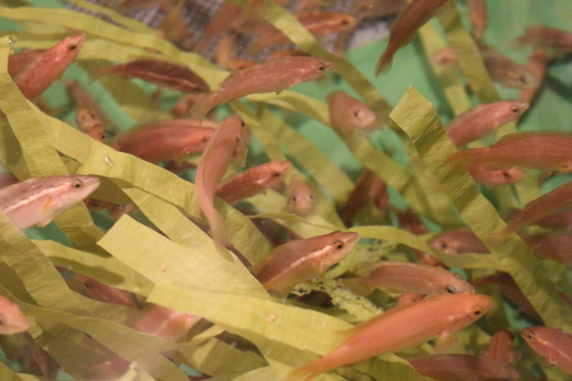 Cute, colourful and not that tasty – but the cleaner fish could save ...