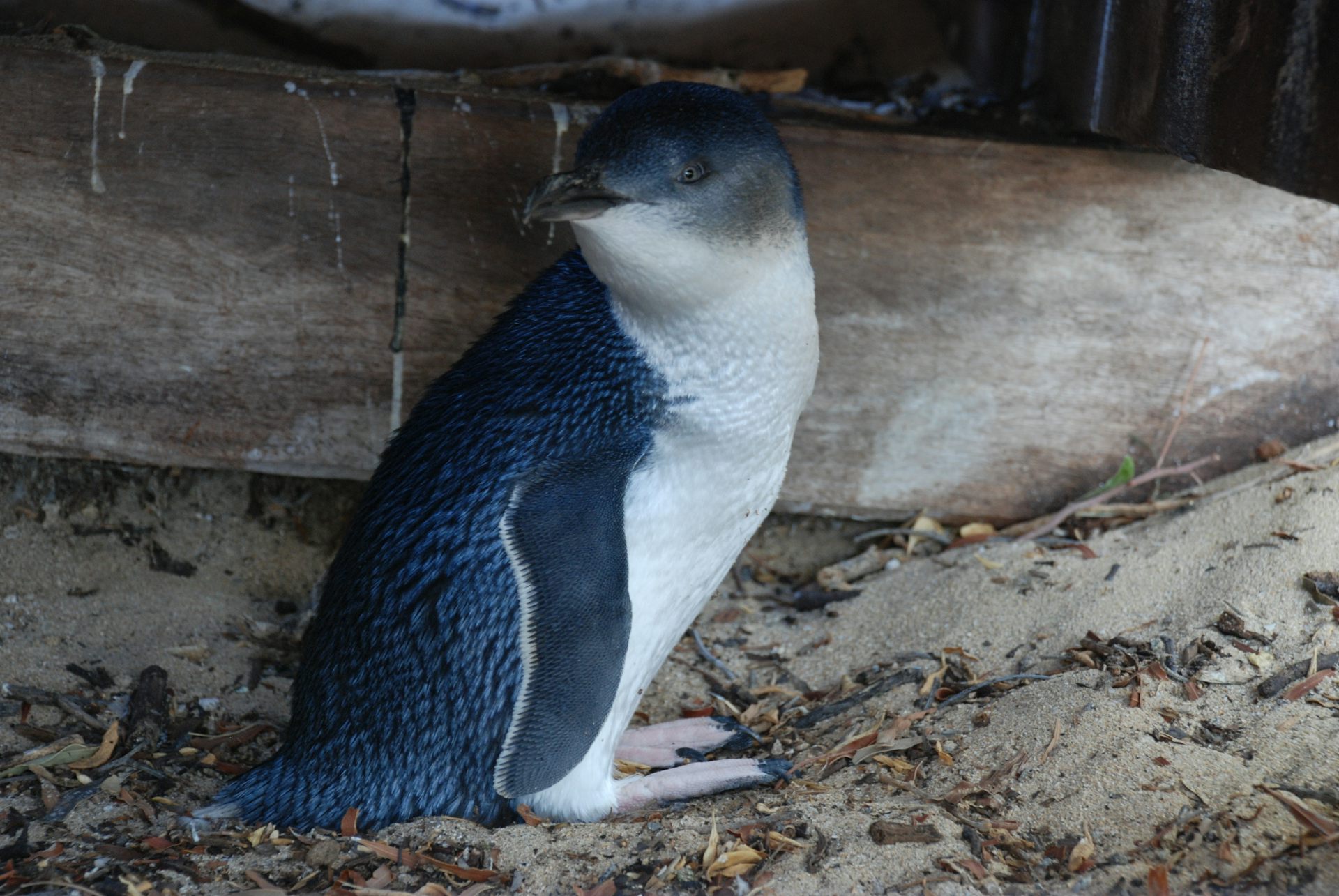 Grim reaper cuts swathes through the Little Penguins of Perth