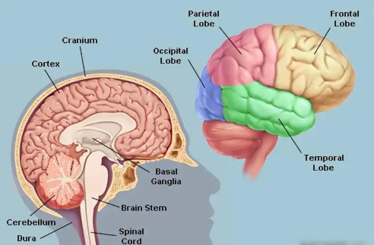 Health Check Can Your Brain Be full Health Check Can Your Brain Be full