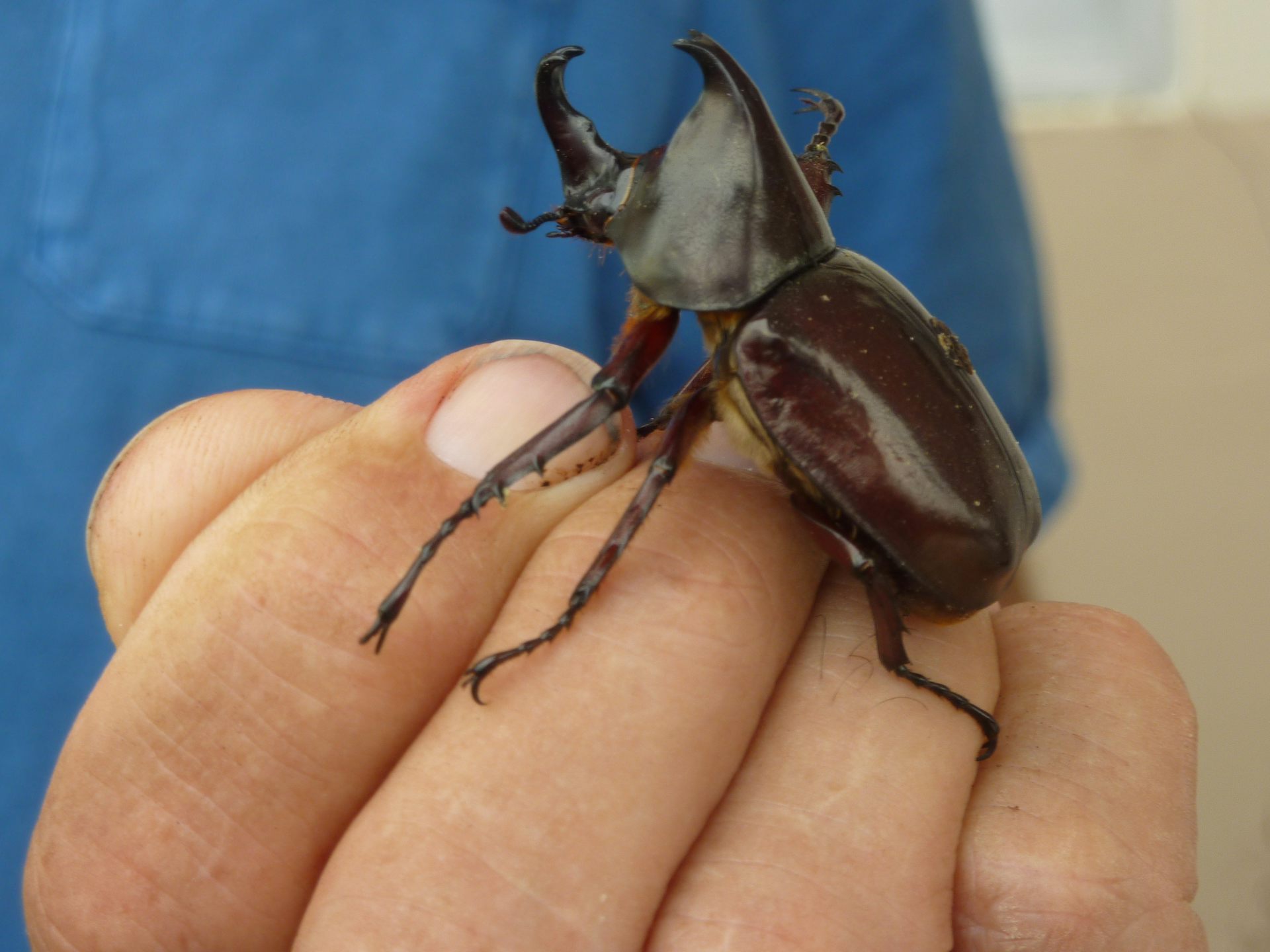 Palm oil: scourge of the earth, or wonder crop?