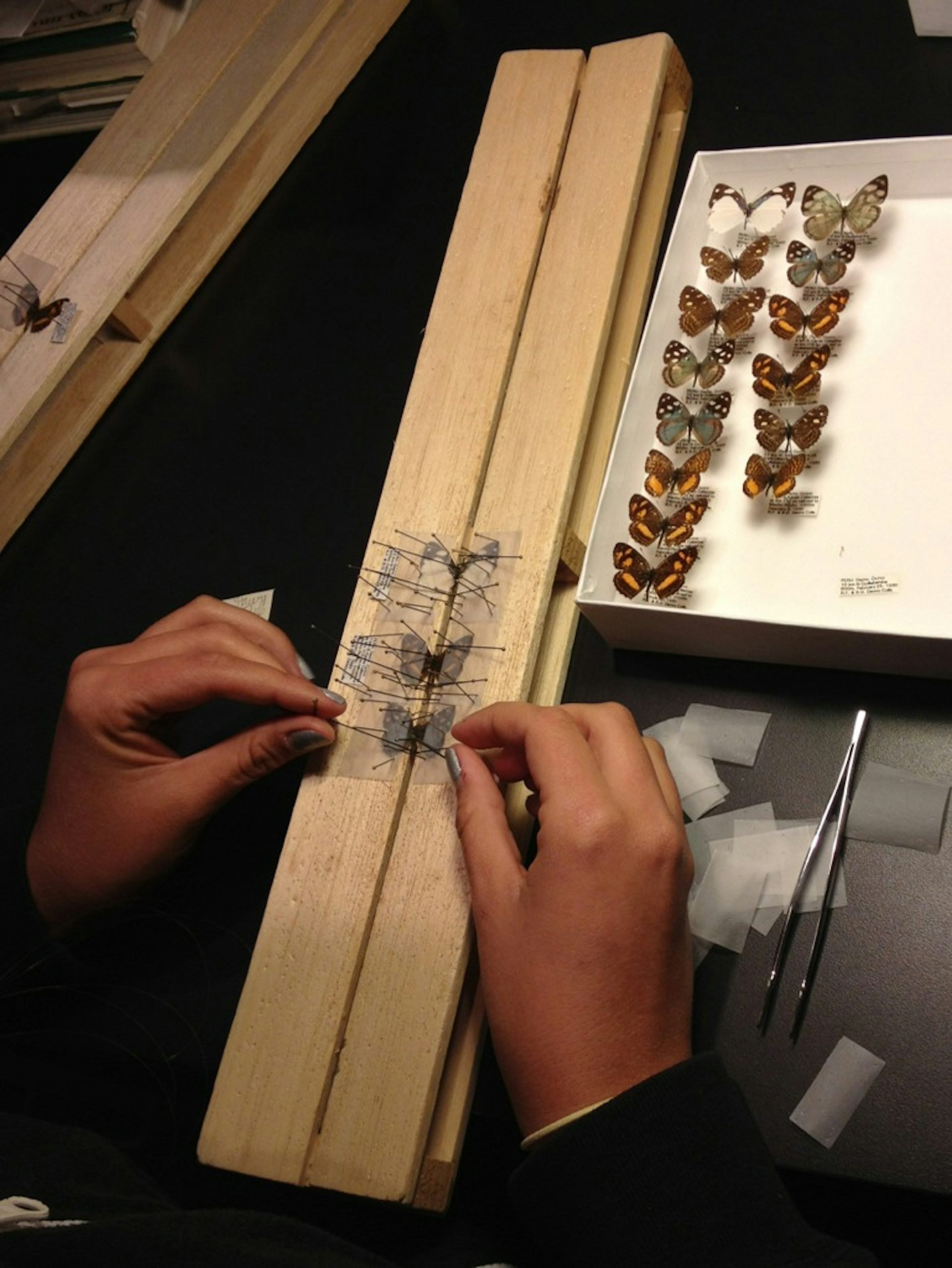 Why we still collect butterflies