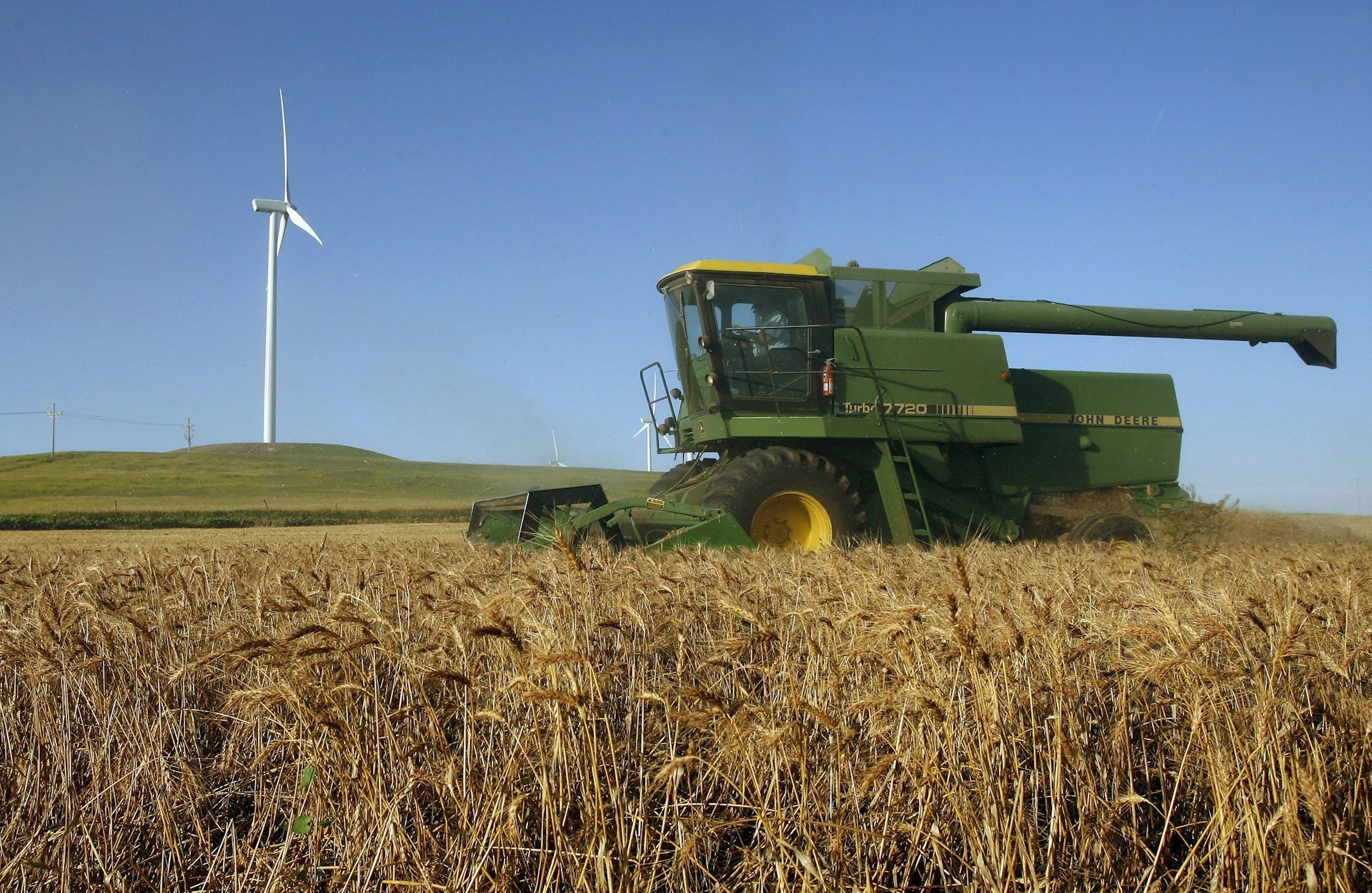 New variety of salt-tolerant wheat could help address food shortages
