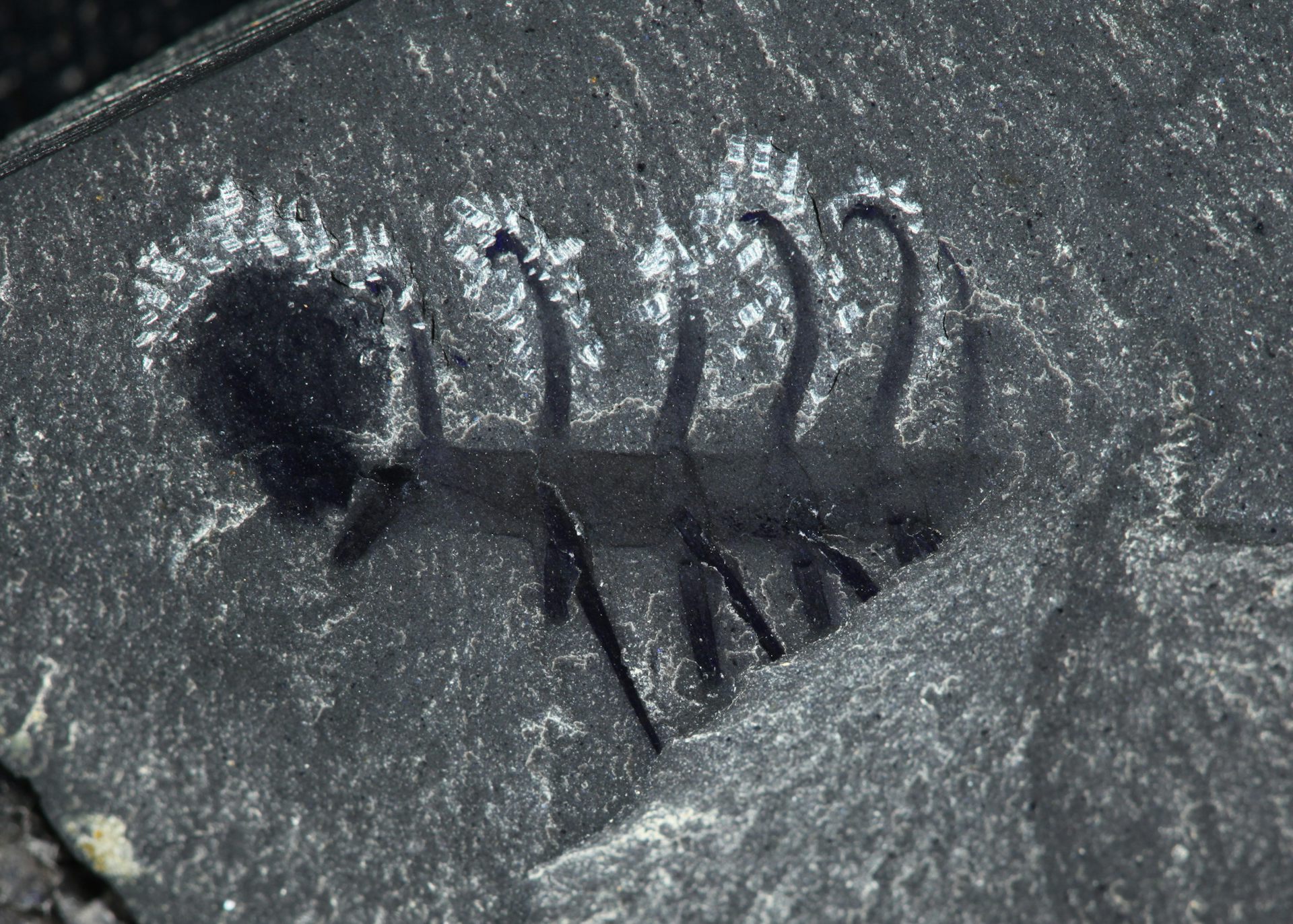 Ancient mini-monster head mystery solved – here’s how we did it