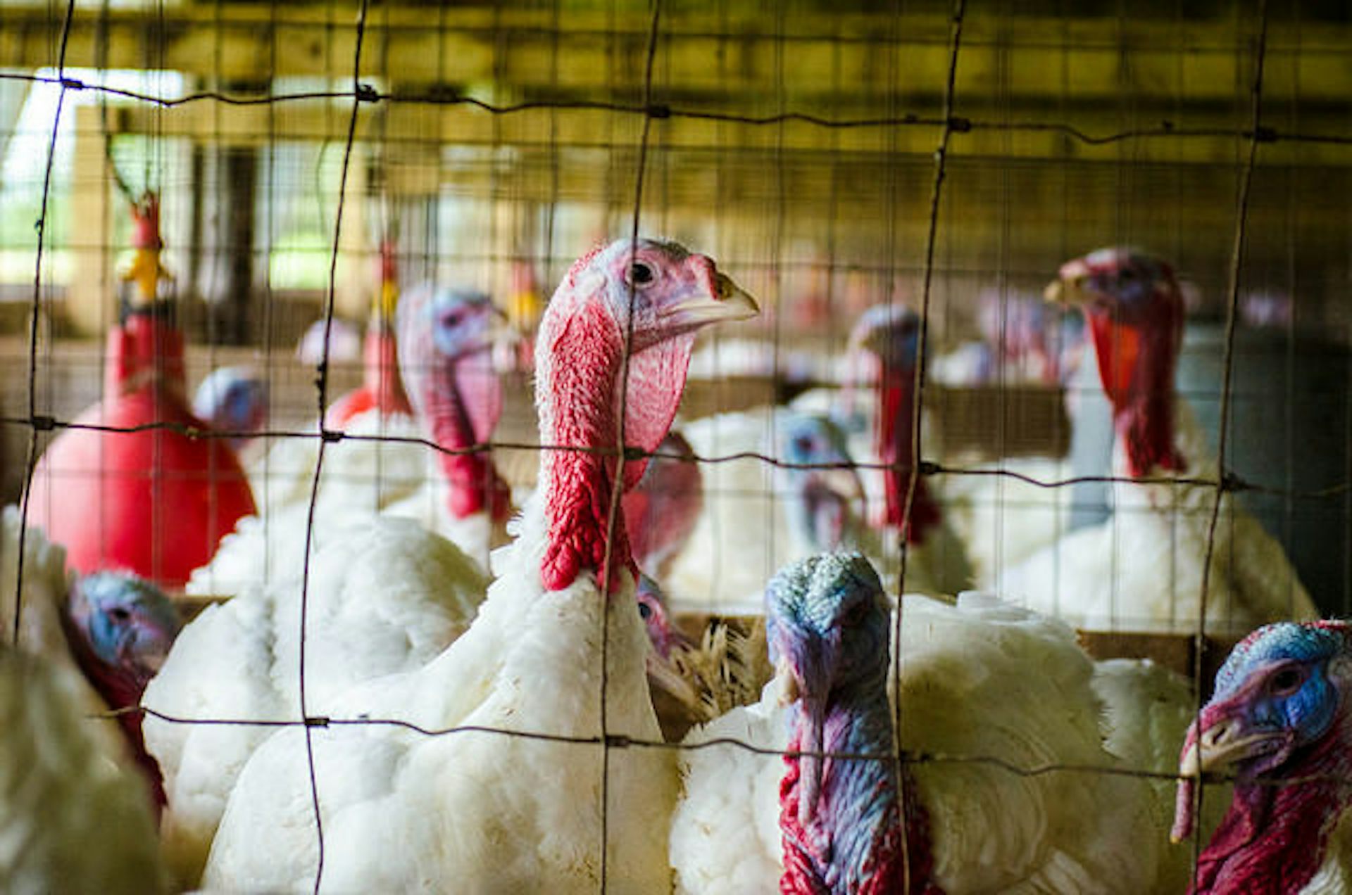 Piketty’s Capital should force a rethink on animals as property