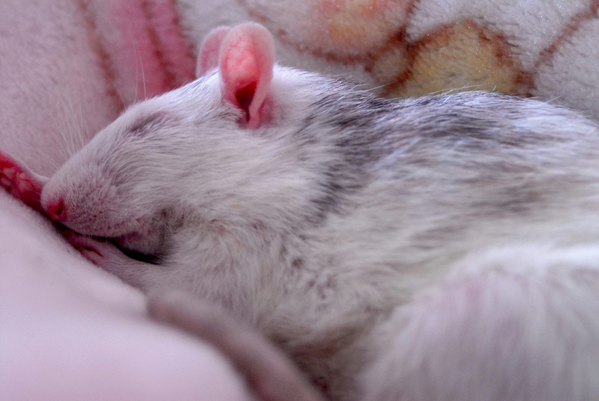 Do rats dream of the future?