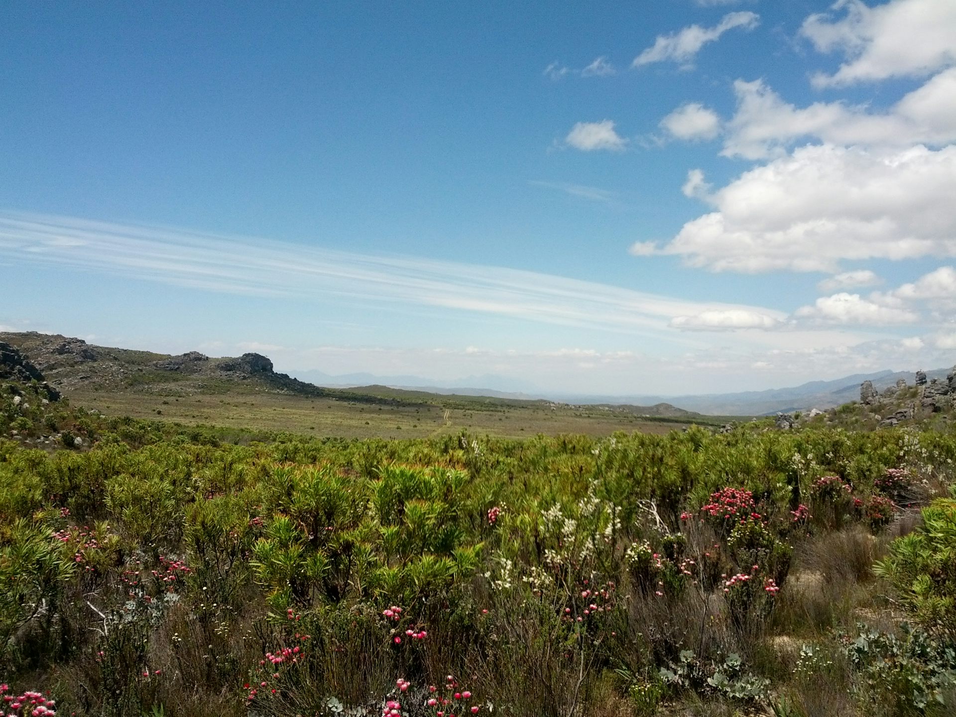 How plants respond to drought provides insights into climate change ...