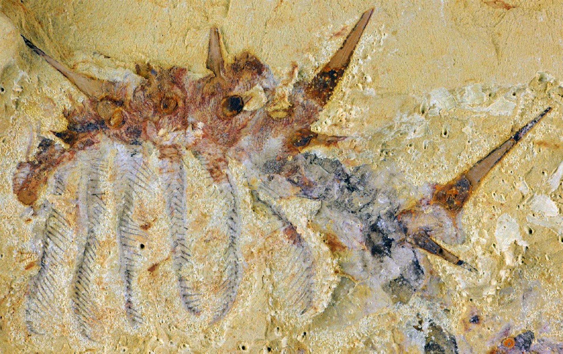 The rise and demise of a super-armoured 'monster worm' from ancient China