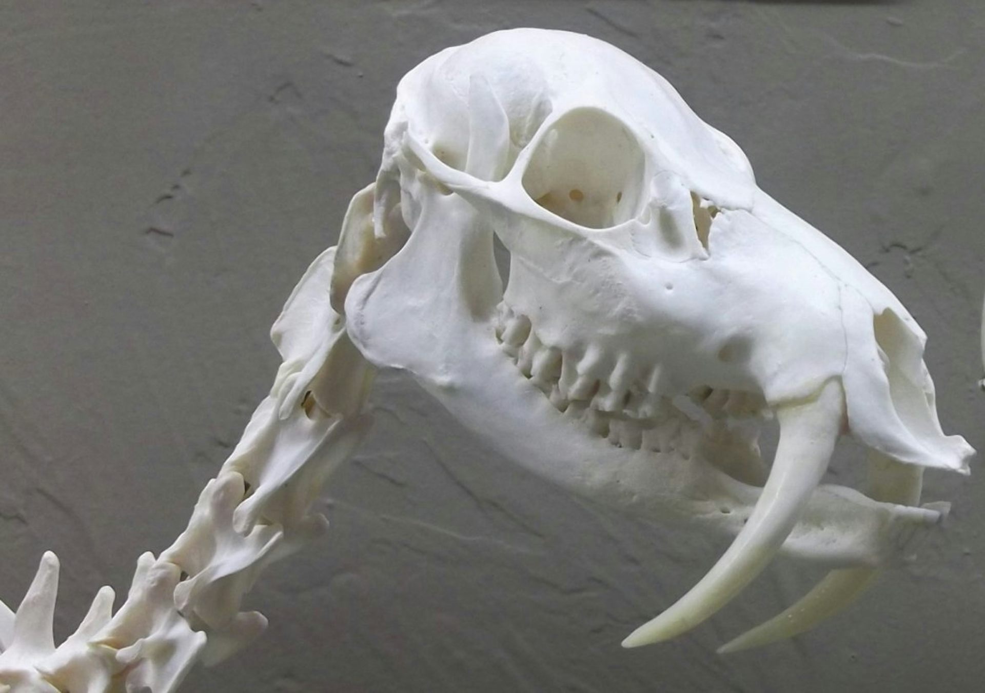 Ancient plant eating cousins from Brazil and South Africa are reunited