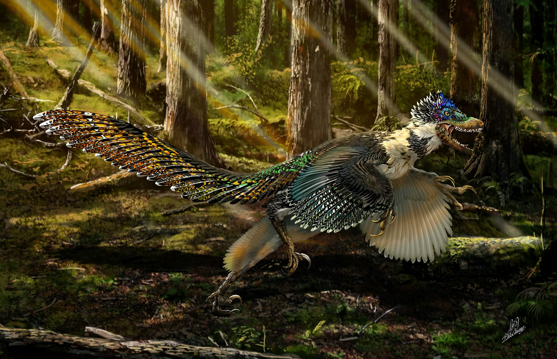 Discovering a new dinosaur helped us prove Velociraptors had feathers