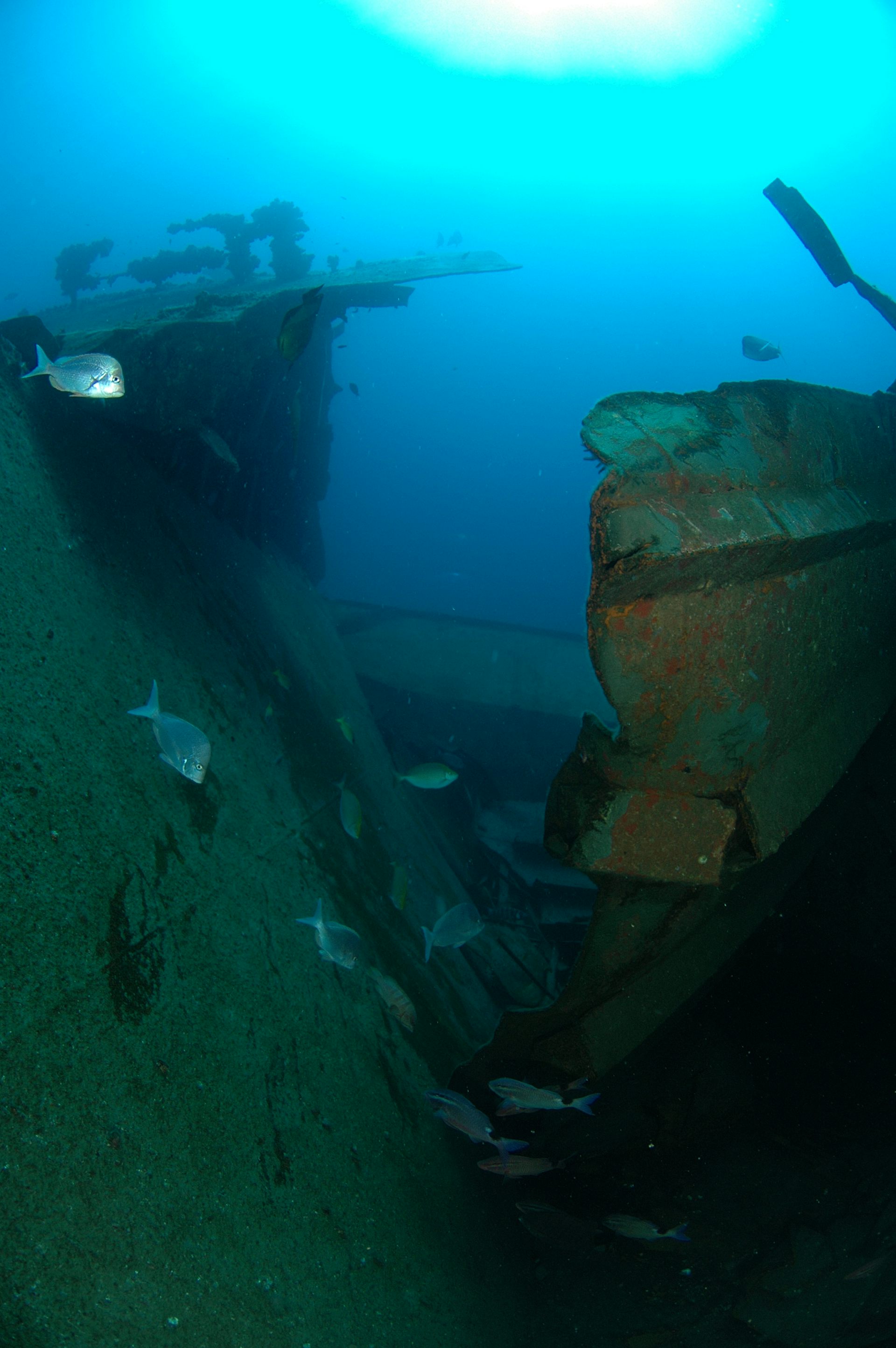 Climate change is hitting South Africa’s coastal fish