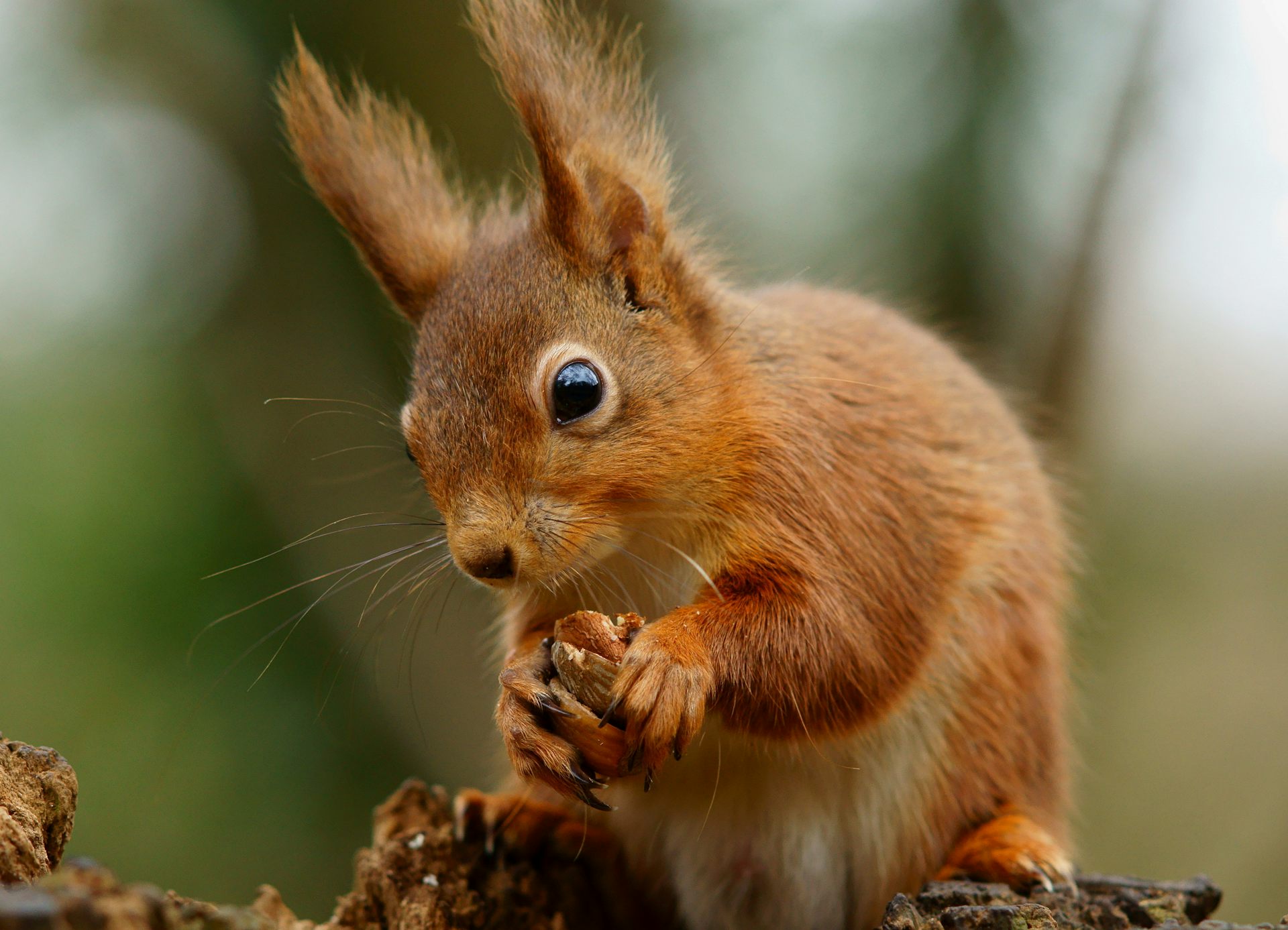 Why money spent saving squirrels is better sent overseas