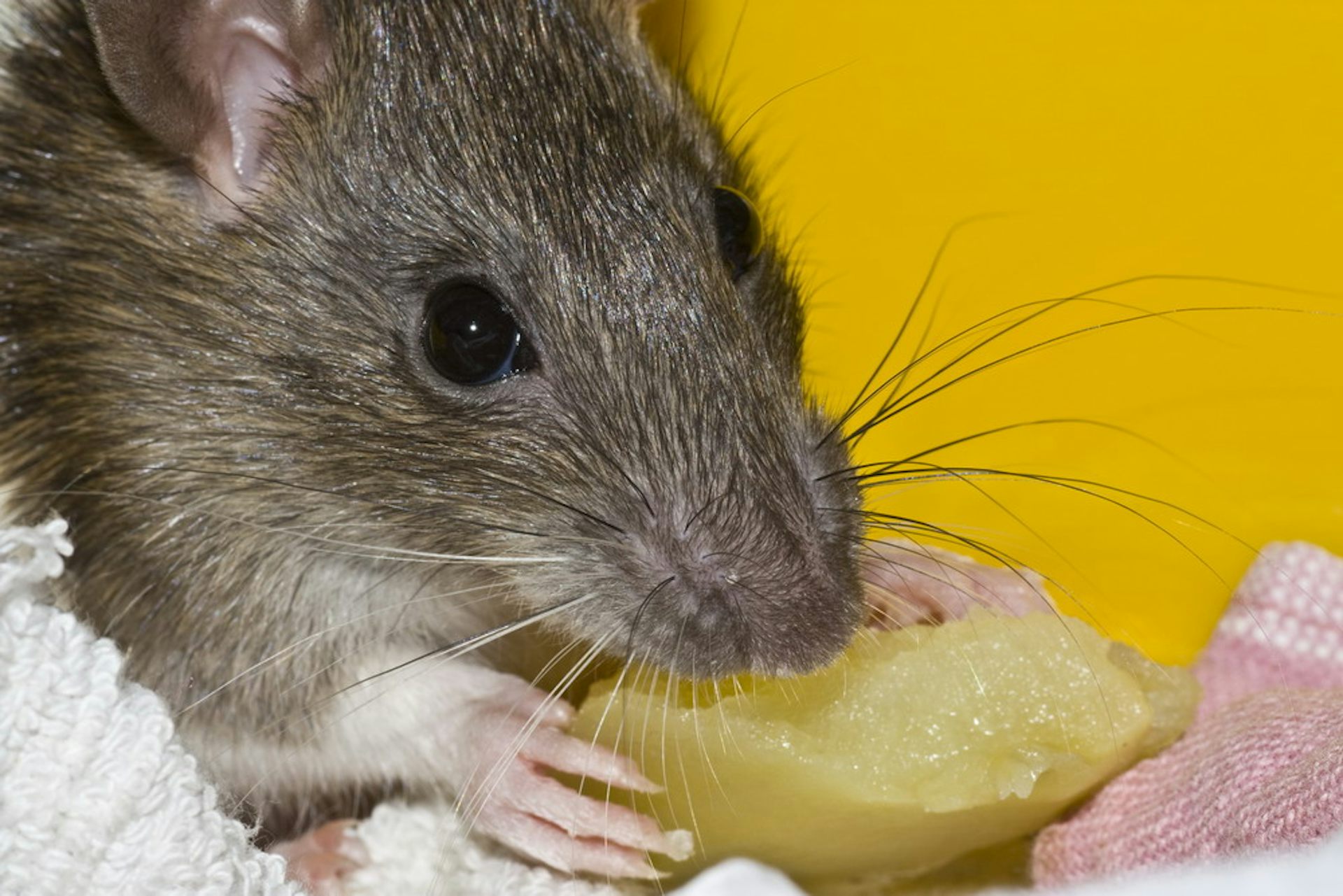 Rats, rewards and mental illness