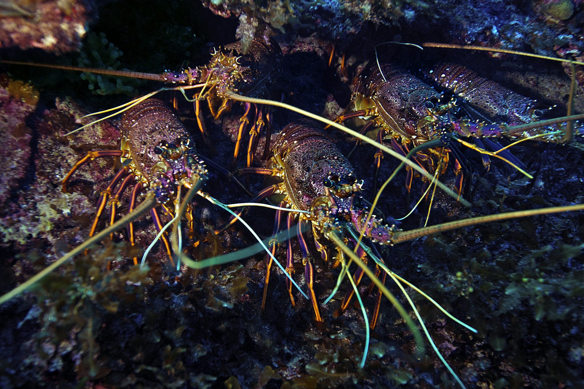 Australia’s ‘other’ reef is worth more than $10 billion a year - but ...