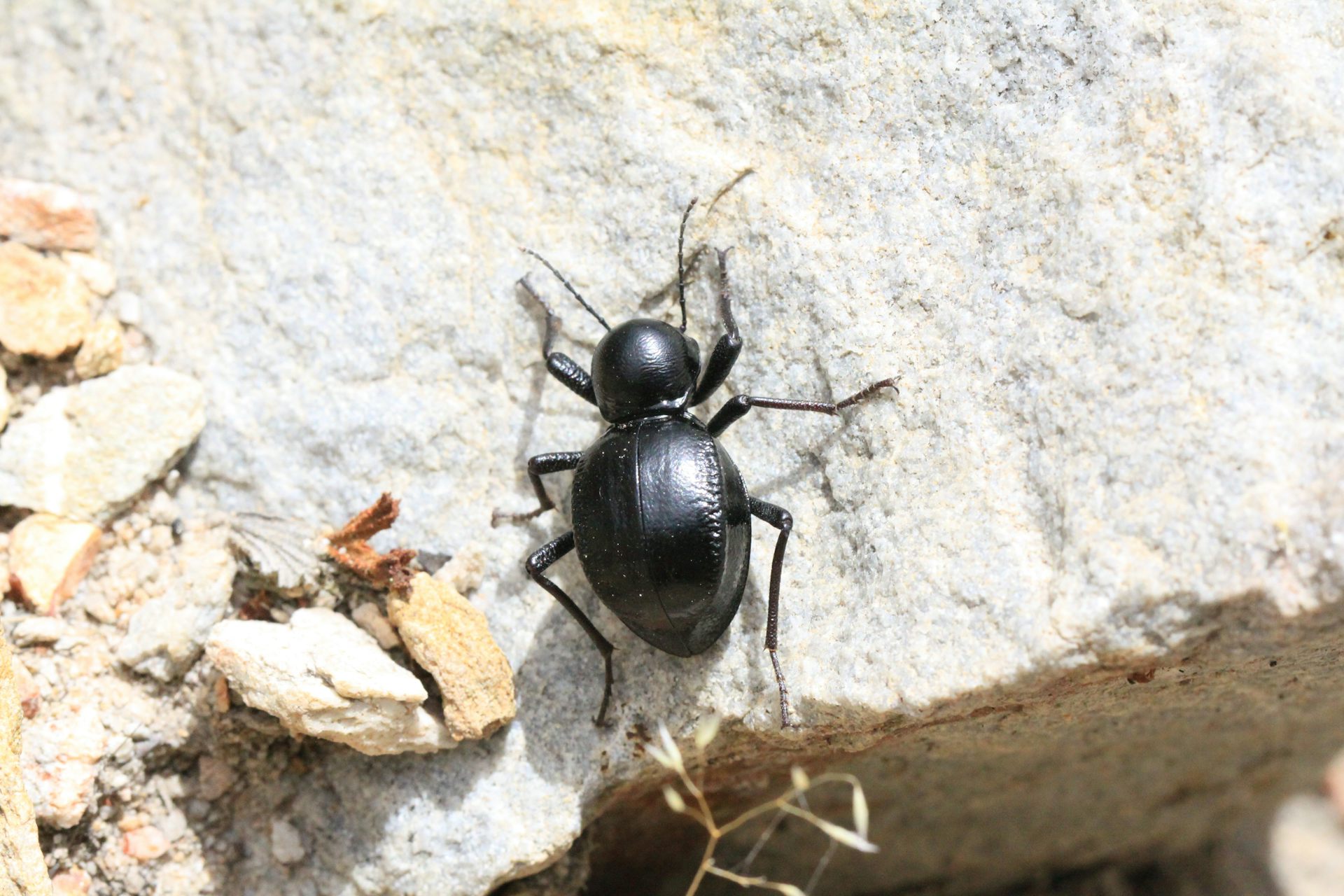 Stop bugging the bugs: the world as we know it would fall apart without ...