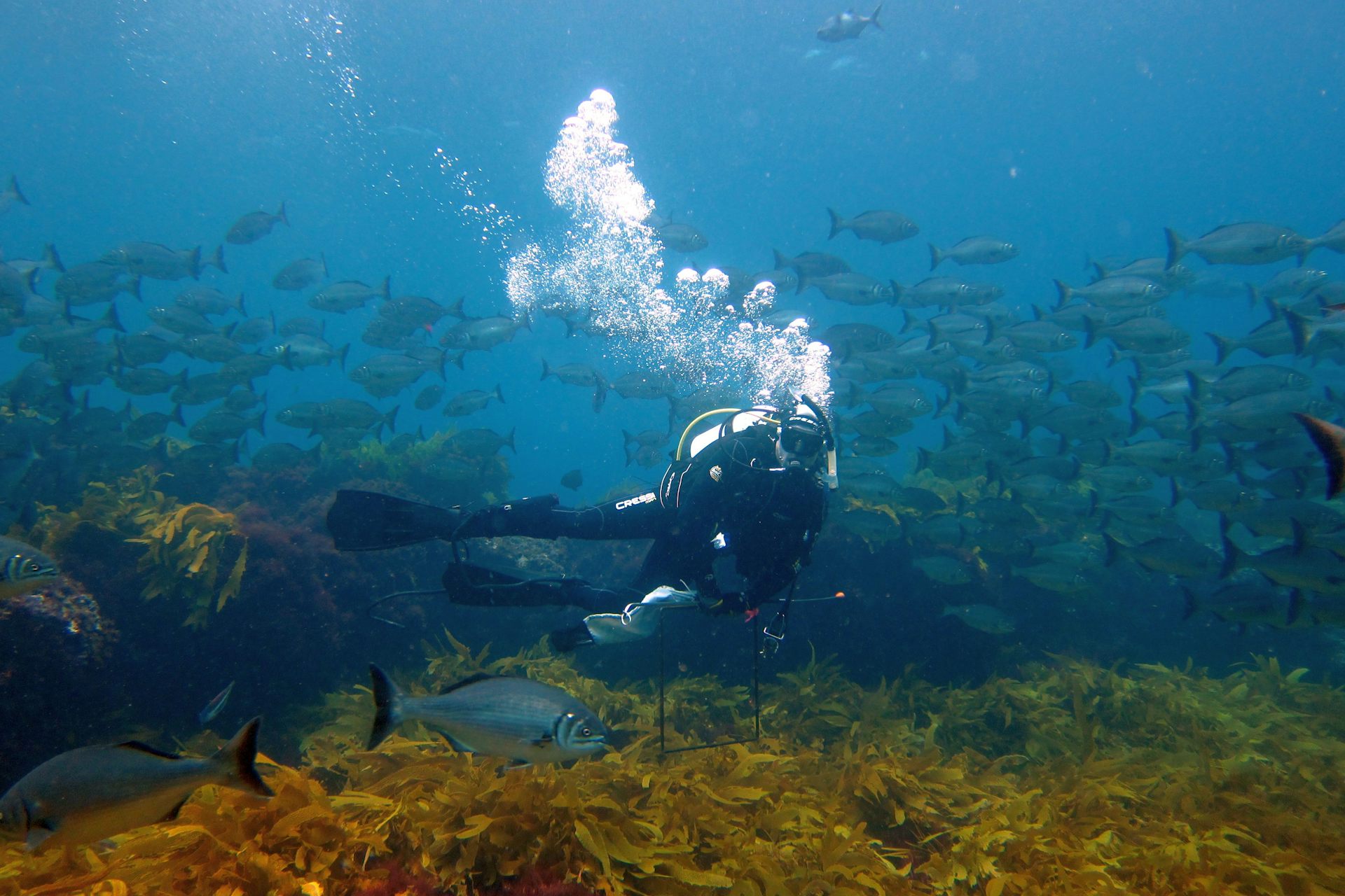 Australia’s ‘other’ reef is worth more than $10 billion a year - but ...