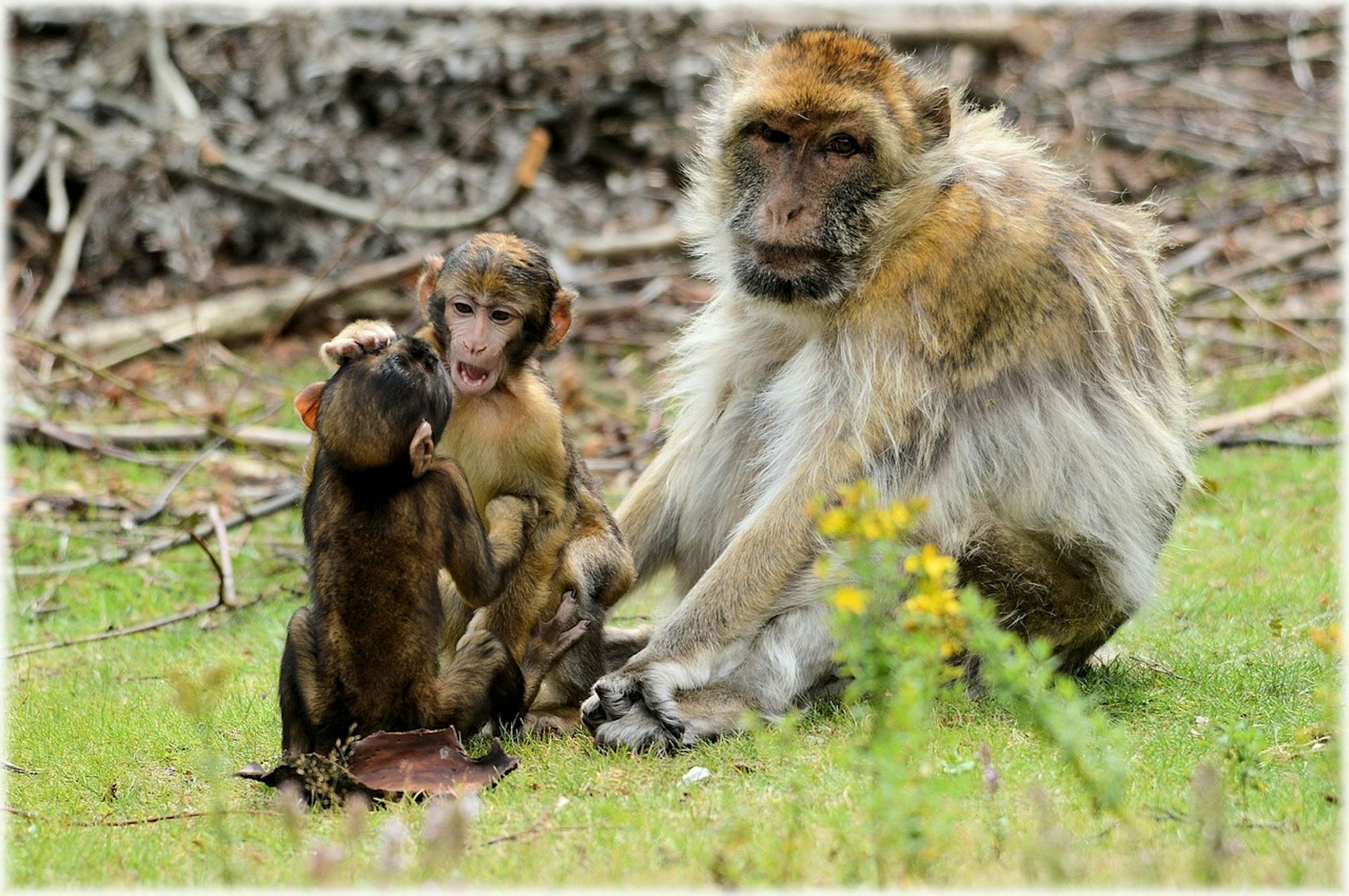 Play linked to sluggish growth in infant monkeys – but should humans worry?