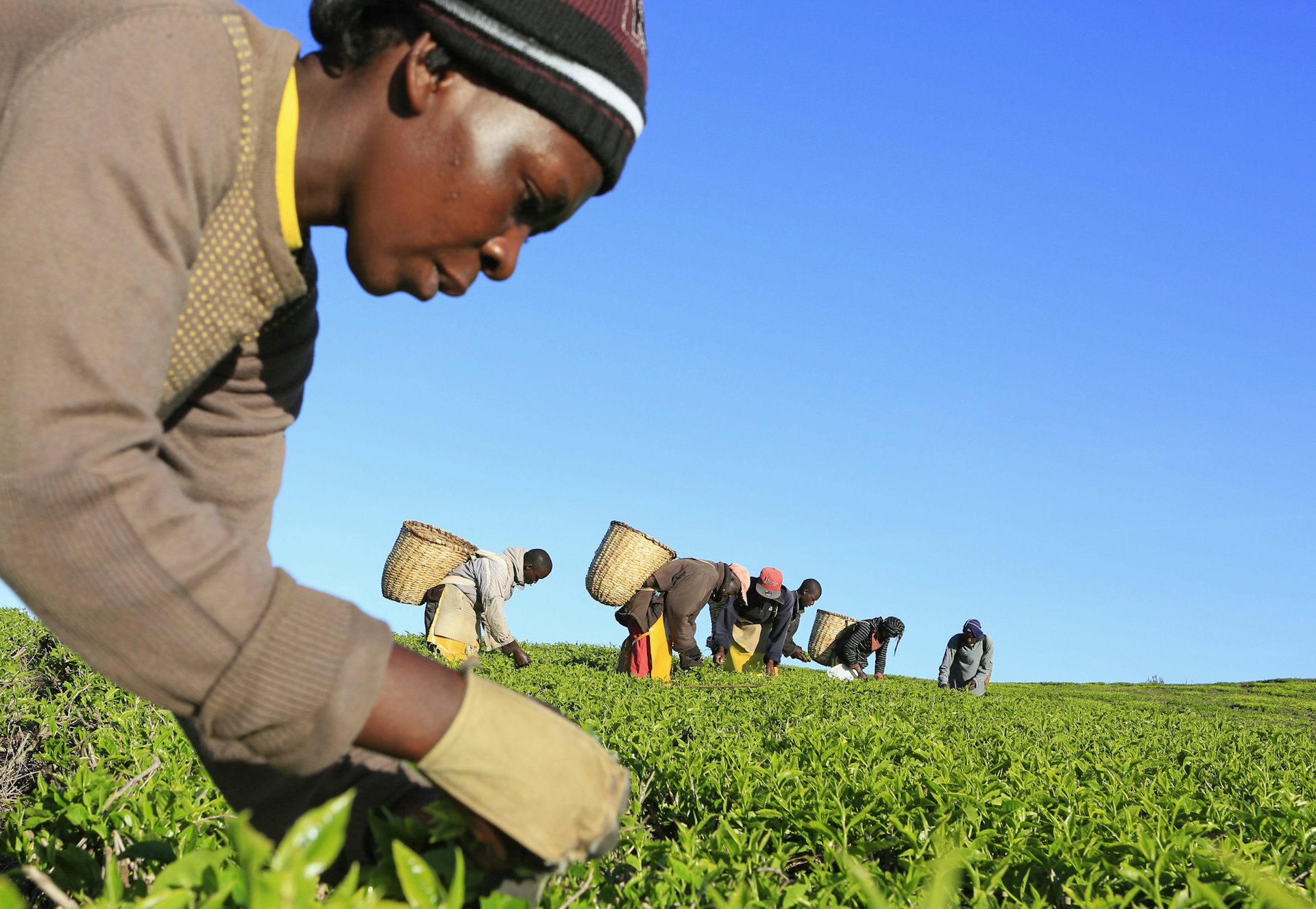 What Africa can learn from China about growing its agribusiness sector