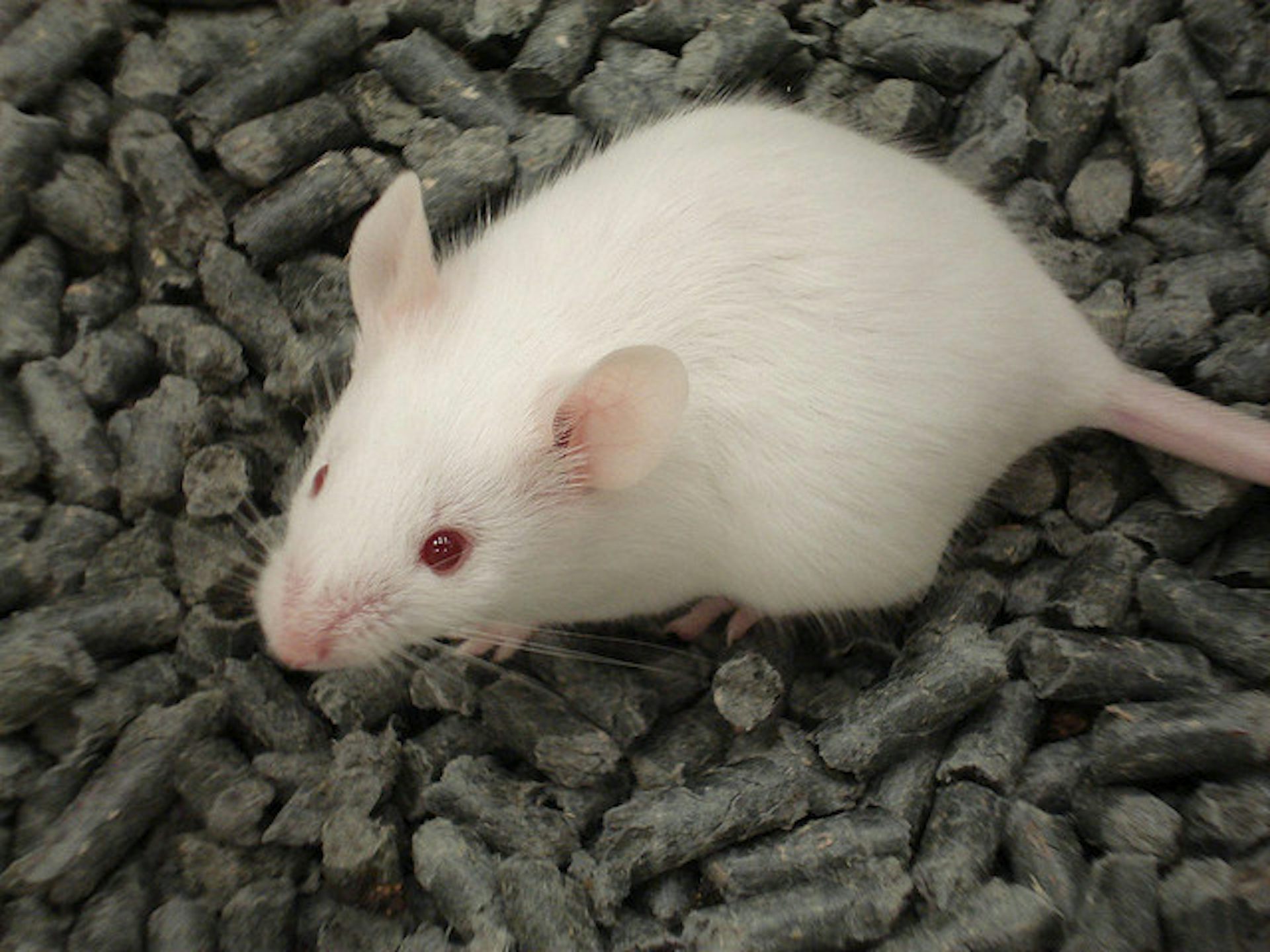 Poo transplants can eliminate two superbugs from the gut: mice study