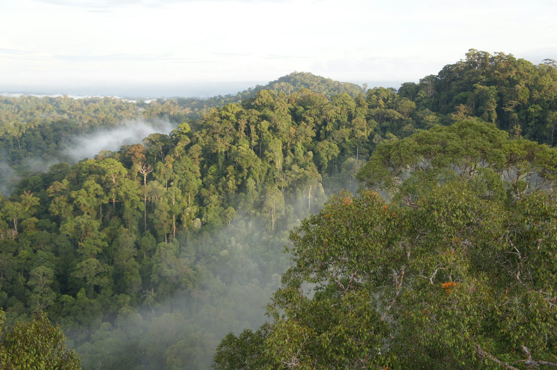 Forest loss has halved in the past 30 years, latest global update shows