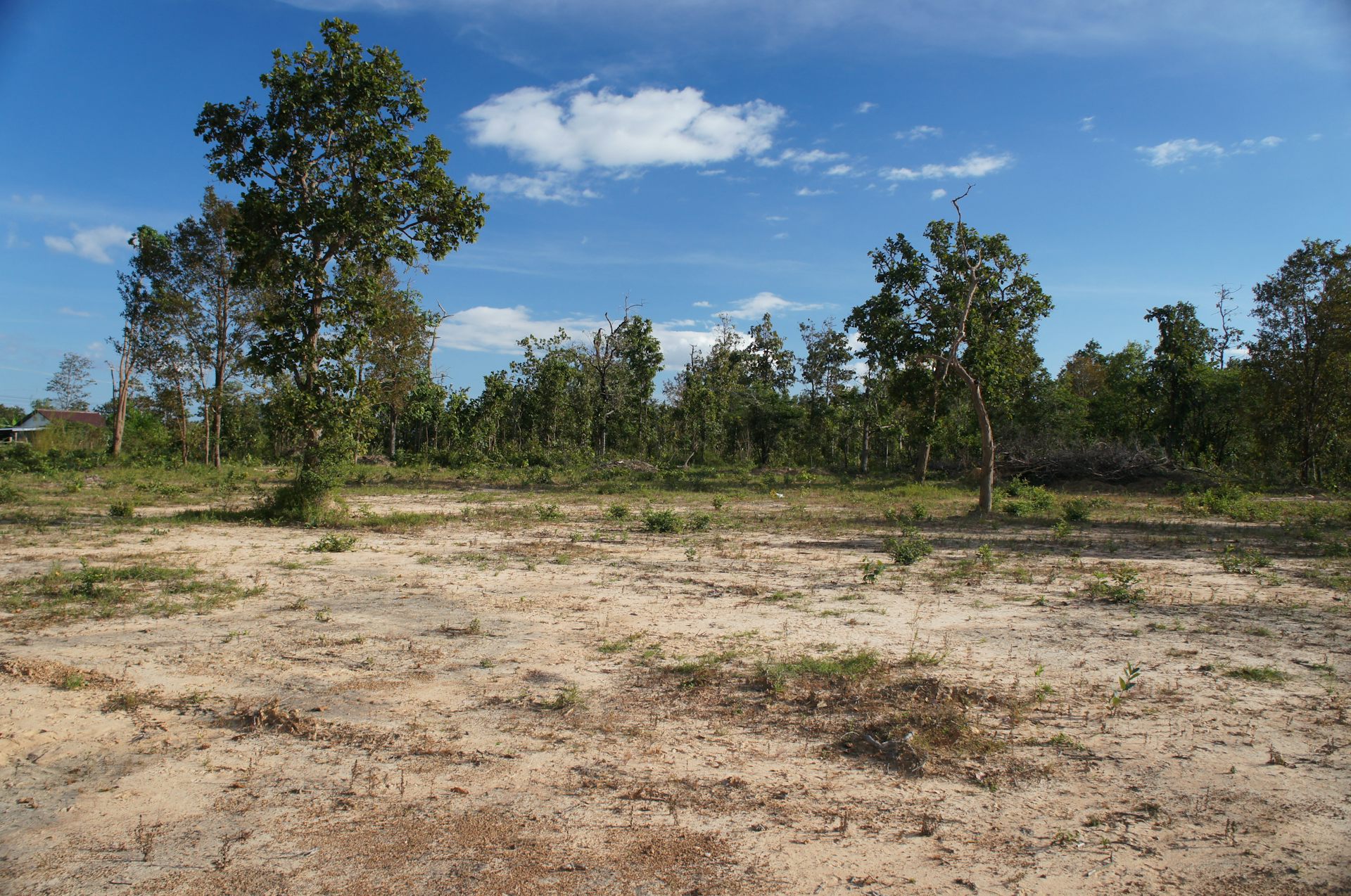 Forest loss has halved in the past 30 years, latest global update shows