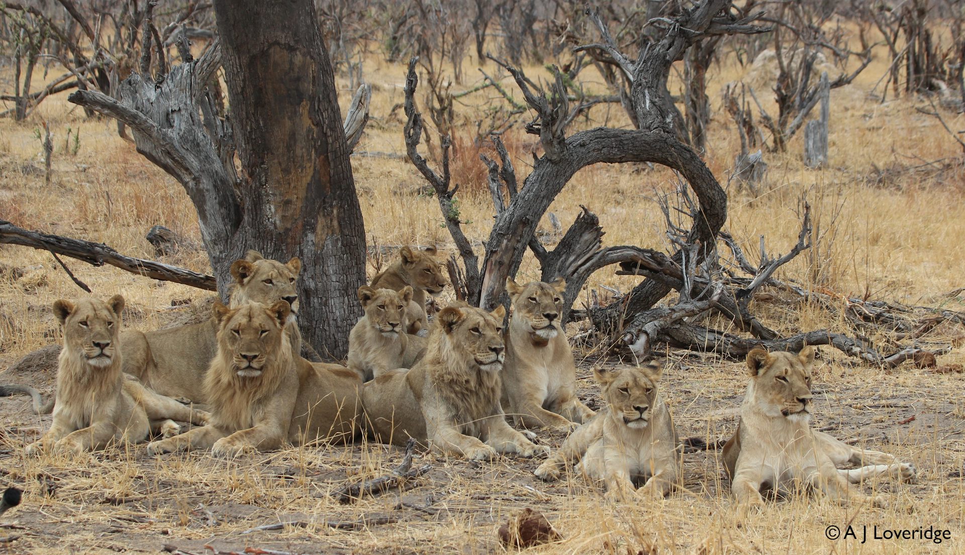 Shining light on lion management practices and bone trade