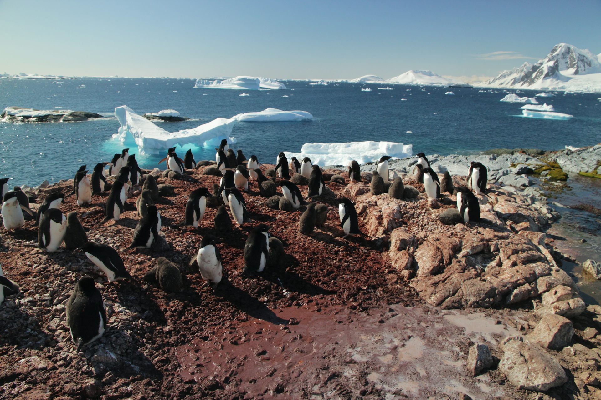 Polar invasion: how plants and animals would colonise an ice-free ...