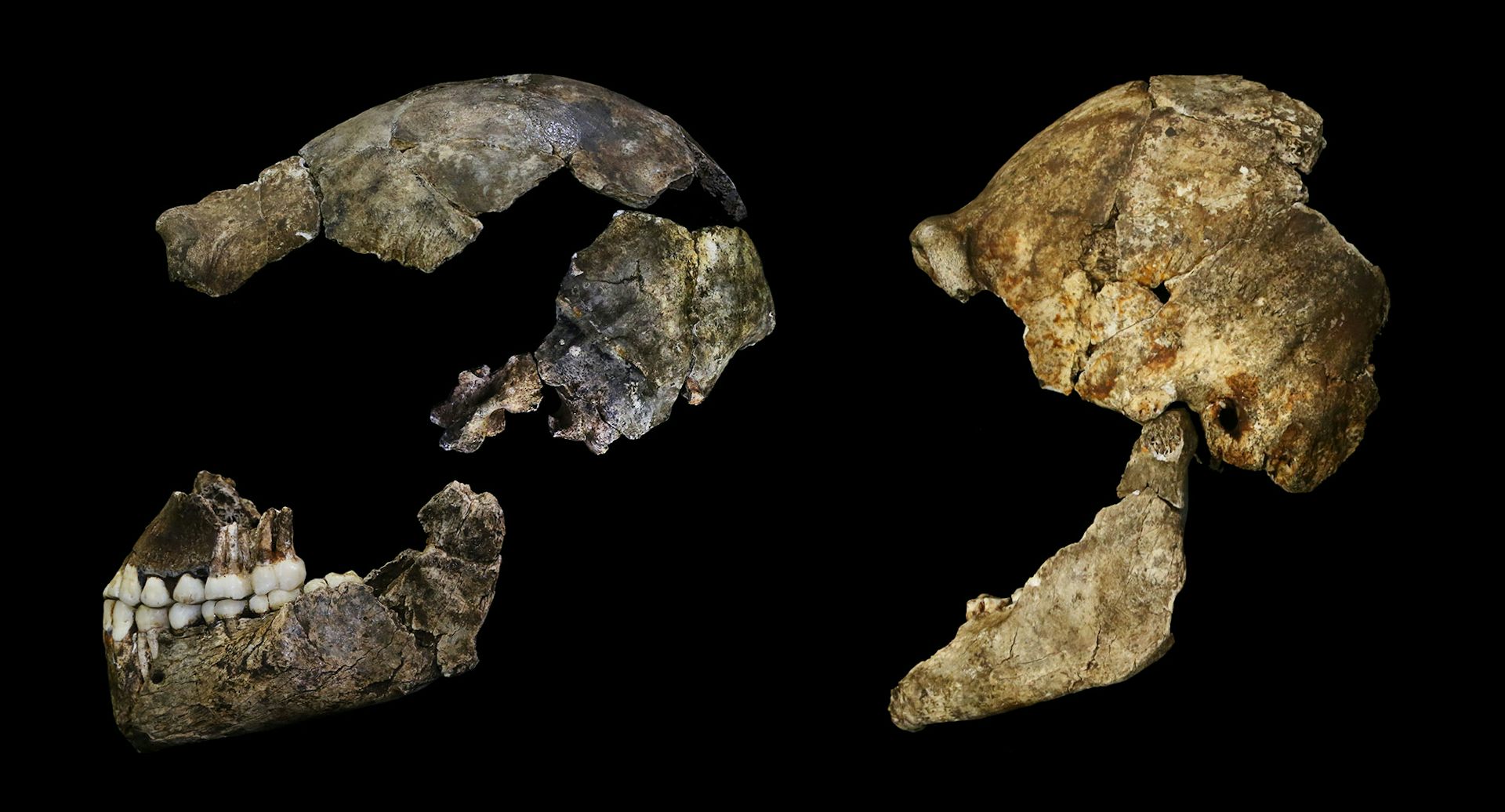 Homo naledi fossil discovery a triumph for open access and education