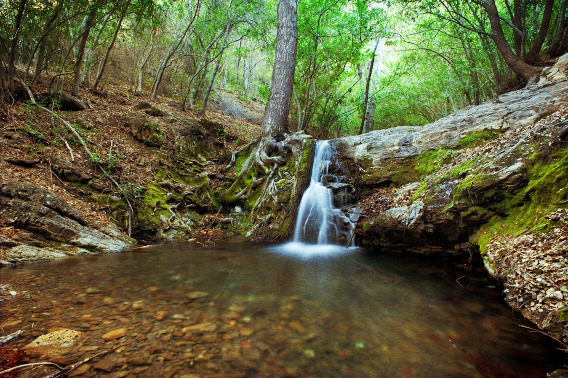 Forest sonata: listening to the music of the trees