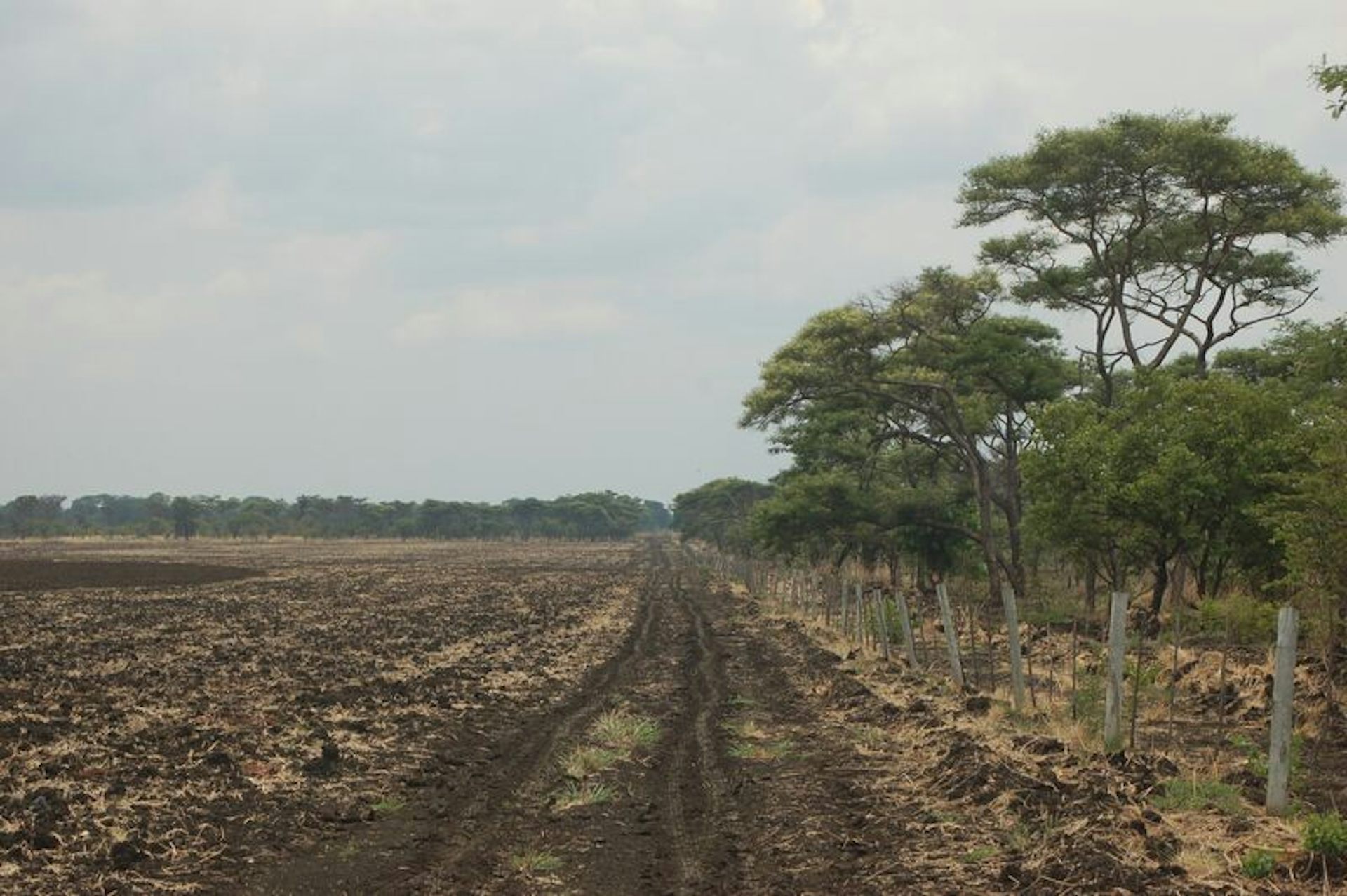 Why smart agricultural development is needed in Africa’s savannas